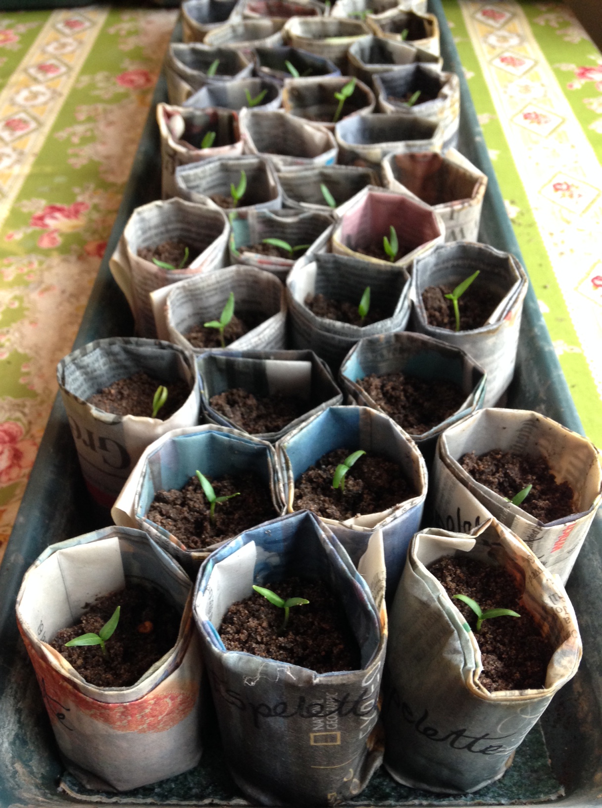 How, where and when to plant chilli seeds | Birdhouse Chillies
