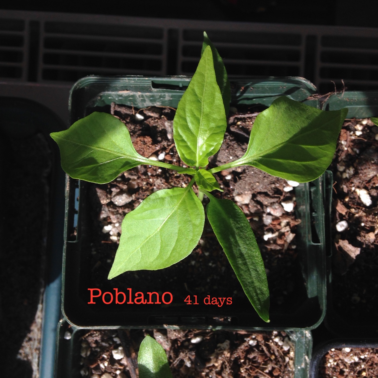 True leaves | Birdhouse Chillies