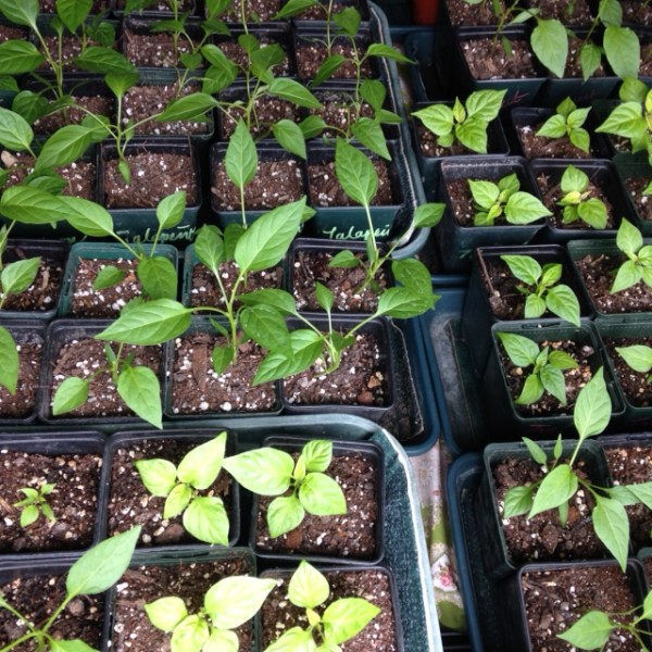 How and when to top your chilli plants? | Birdhouse Chillies