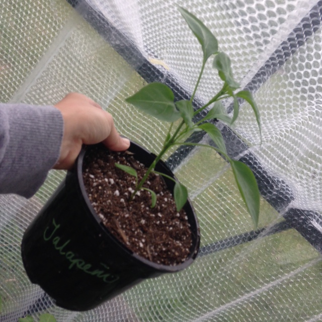 Pinching out, plants, progress and potting on. | Birdhouse Chillies