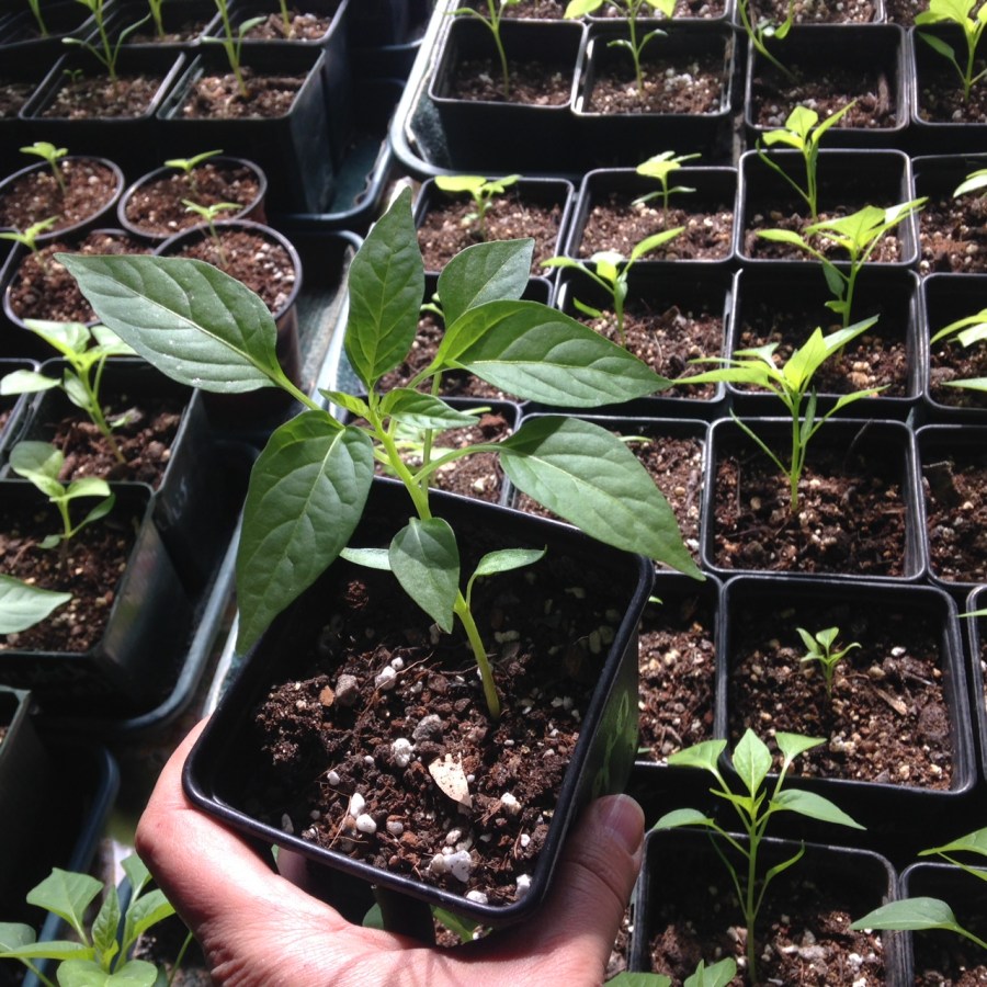 How and when to top your chilli plants? | Birdhouse Chillies