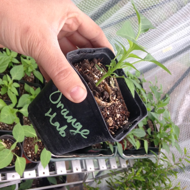 Pinching out, plants, progress and potting on. | Birdhouse Chillies