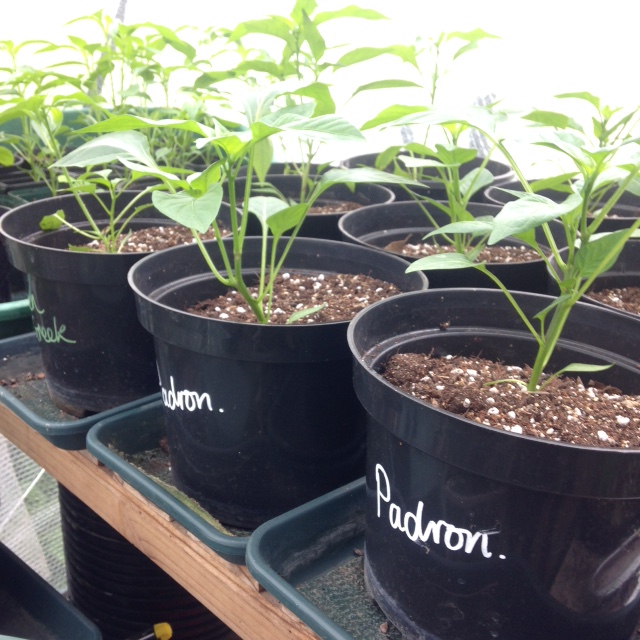 Pinching out, plants, progress and potting on. | Birdhouse Chillies