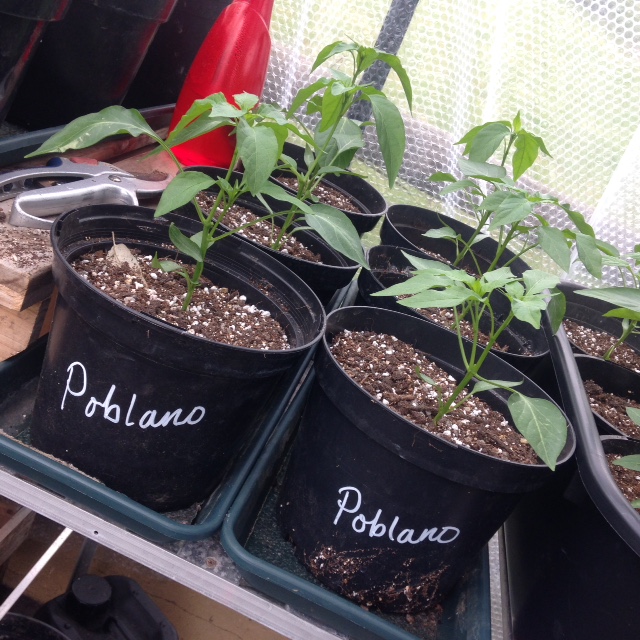 Pinching out, plants, progress and potting on. | Birdhouse Chillies