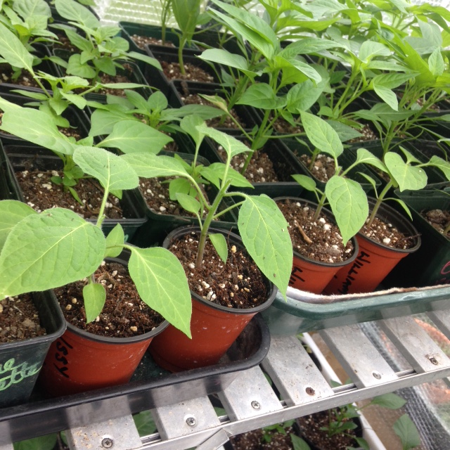 Pinching out, plants, progress and potting on. | Birdhouse Chillies