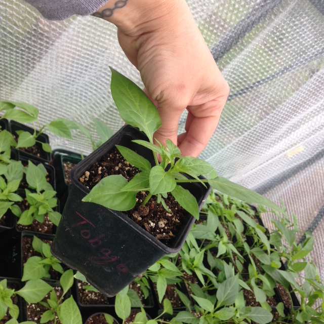 Pinching out, plants, progress and potting on. | Birdhouse Chillies