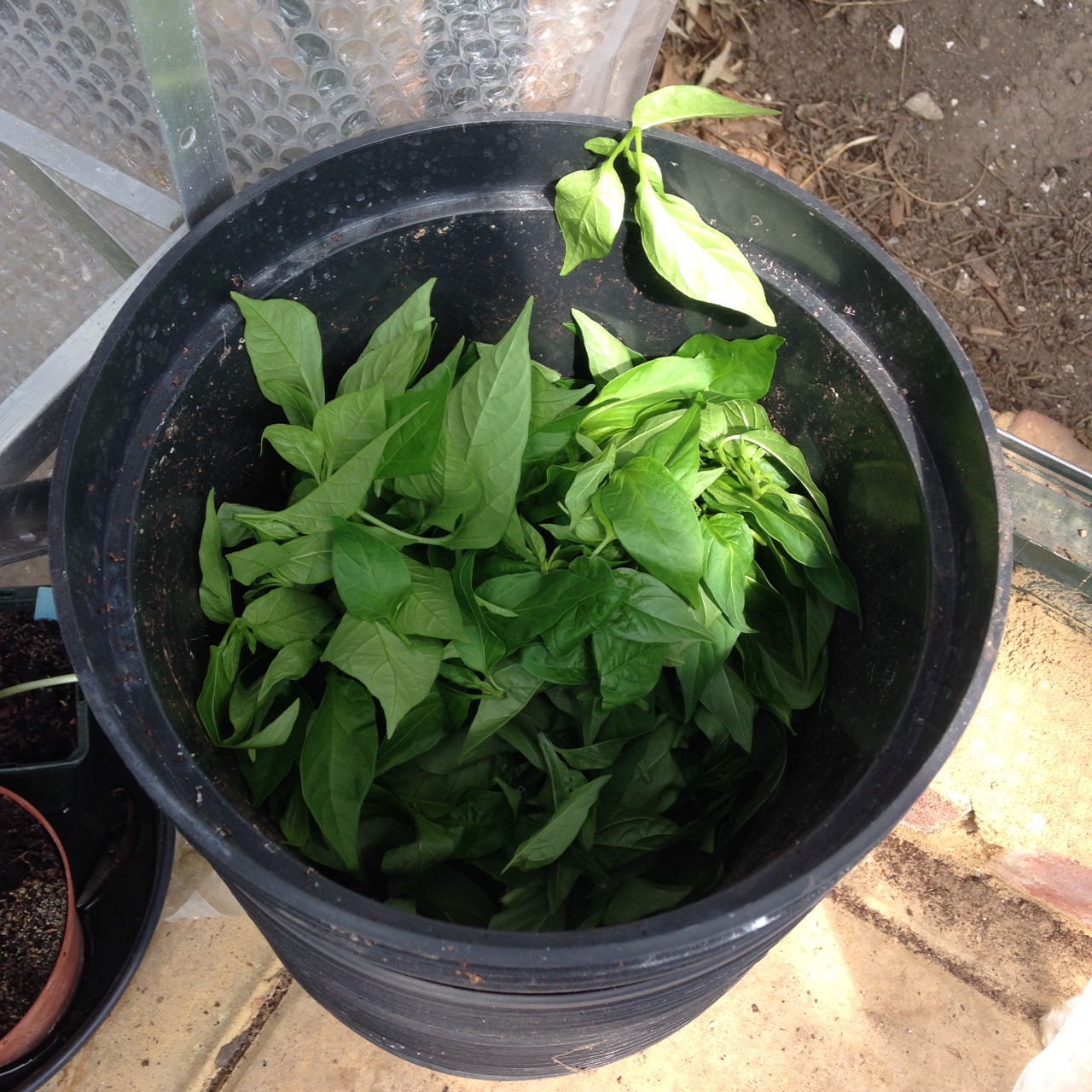 Guide to Topping Chilli Plants | Birdhouse Chillies