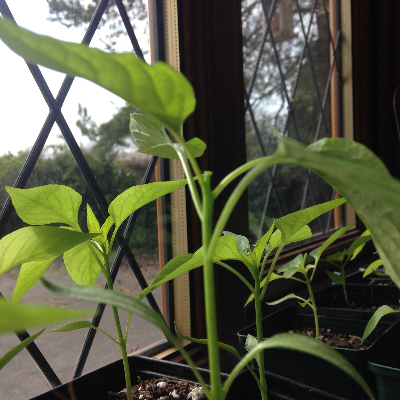 How and when to top your chilli plants? | Birdhouse Chillies