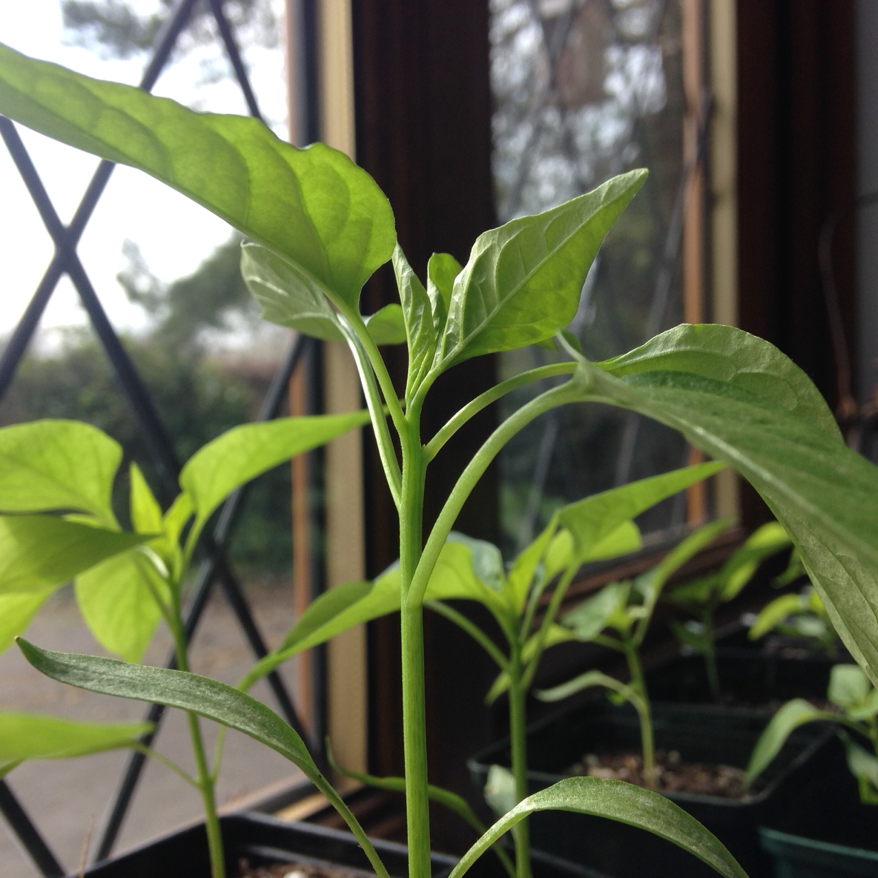 How and when to top your chilli plants? | Birdhouse Chillies