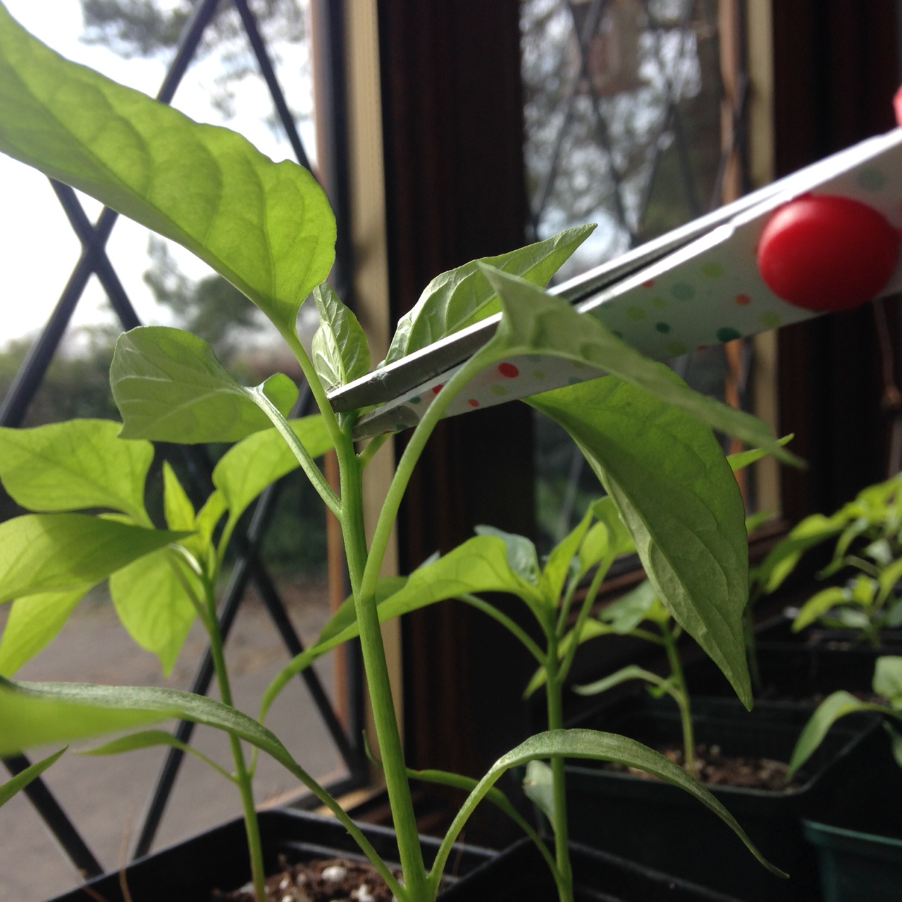 How and when to top your chilli plants? | Birdhouse Chillies