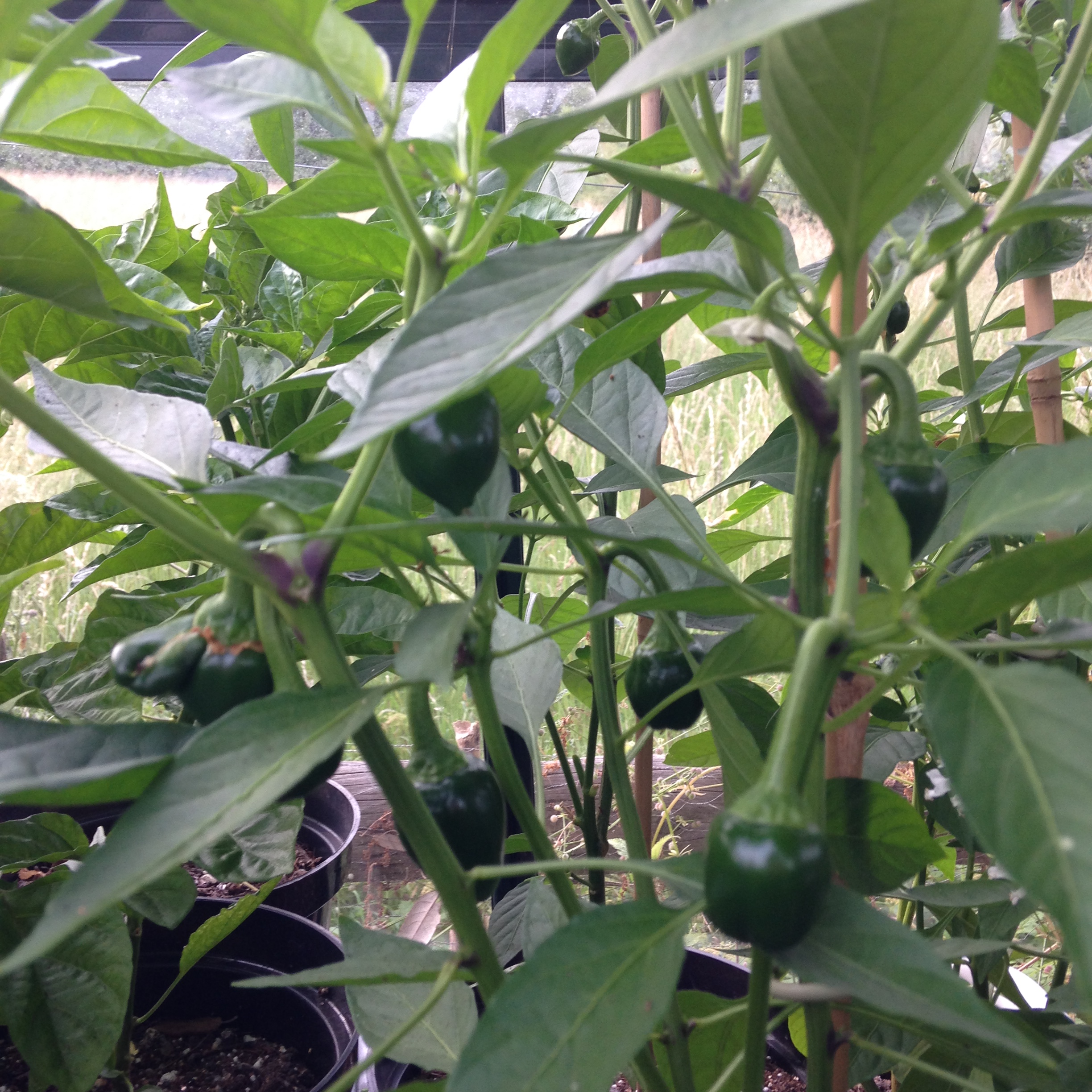 Early Summer chilli plant progress report | Birdhouse Chillies