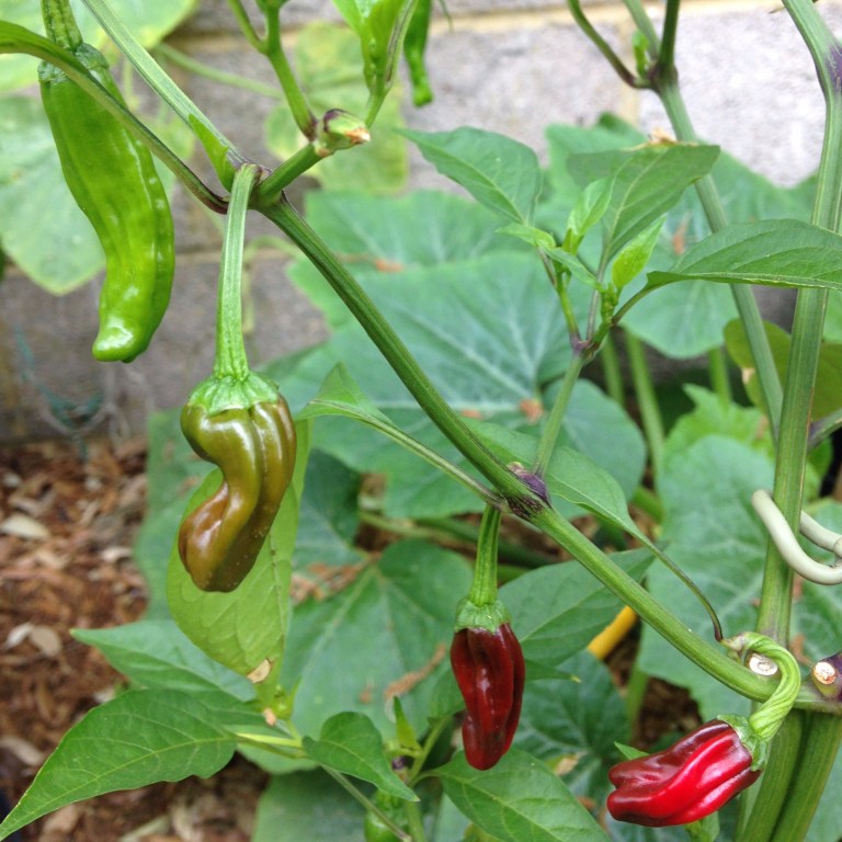 The Pros and Cons of Where to Grow Chillies in the UK | Birdhouse Chillies