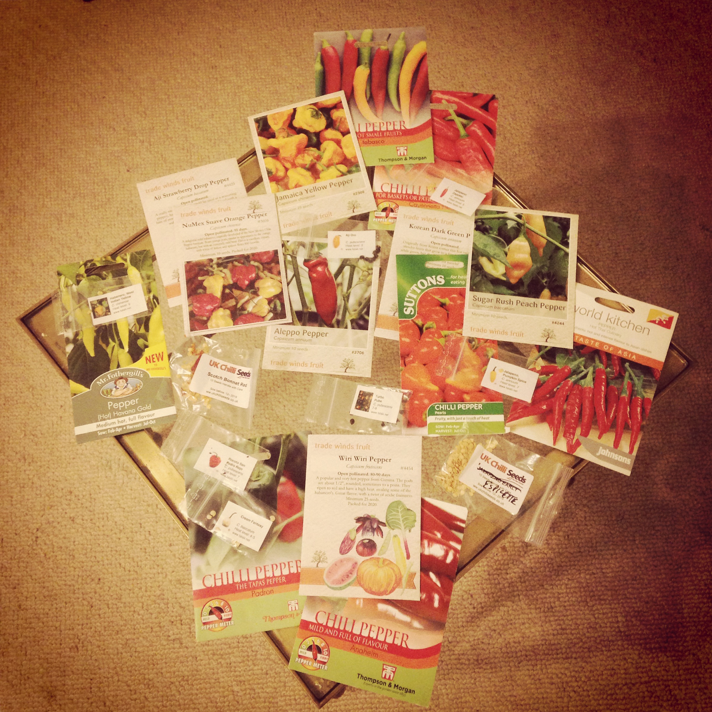 How, where and when to plant chilli seeds | Birdhouse Chillies