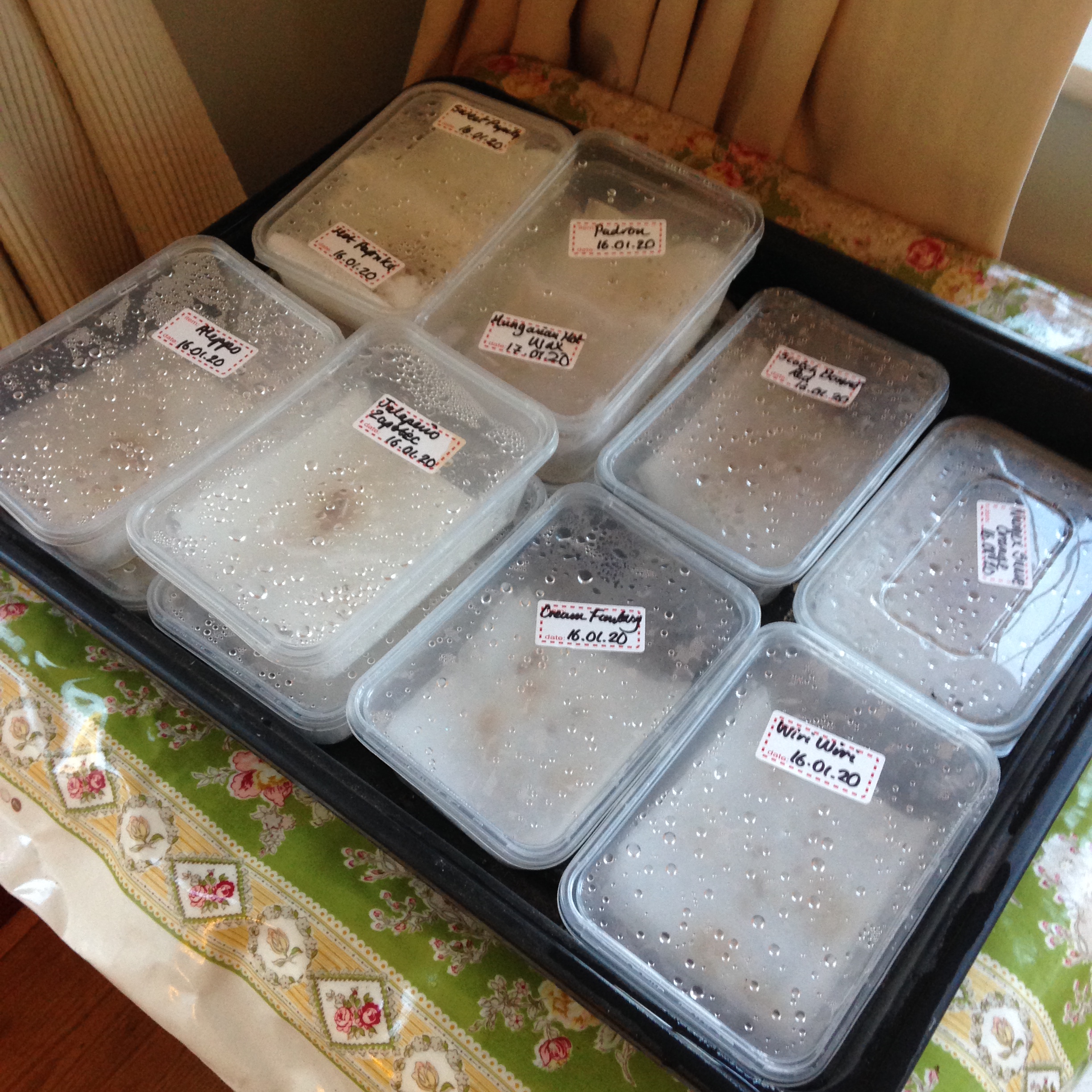 How, where and when to plant chilli seeds | Birdhouse Chillies