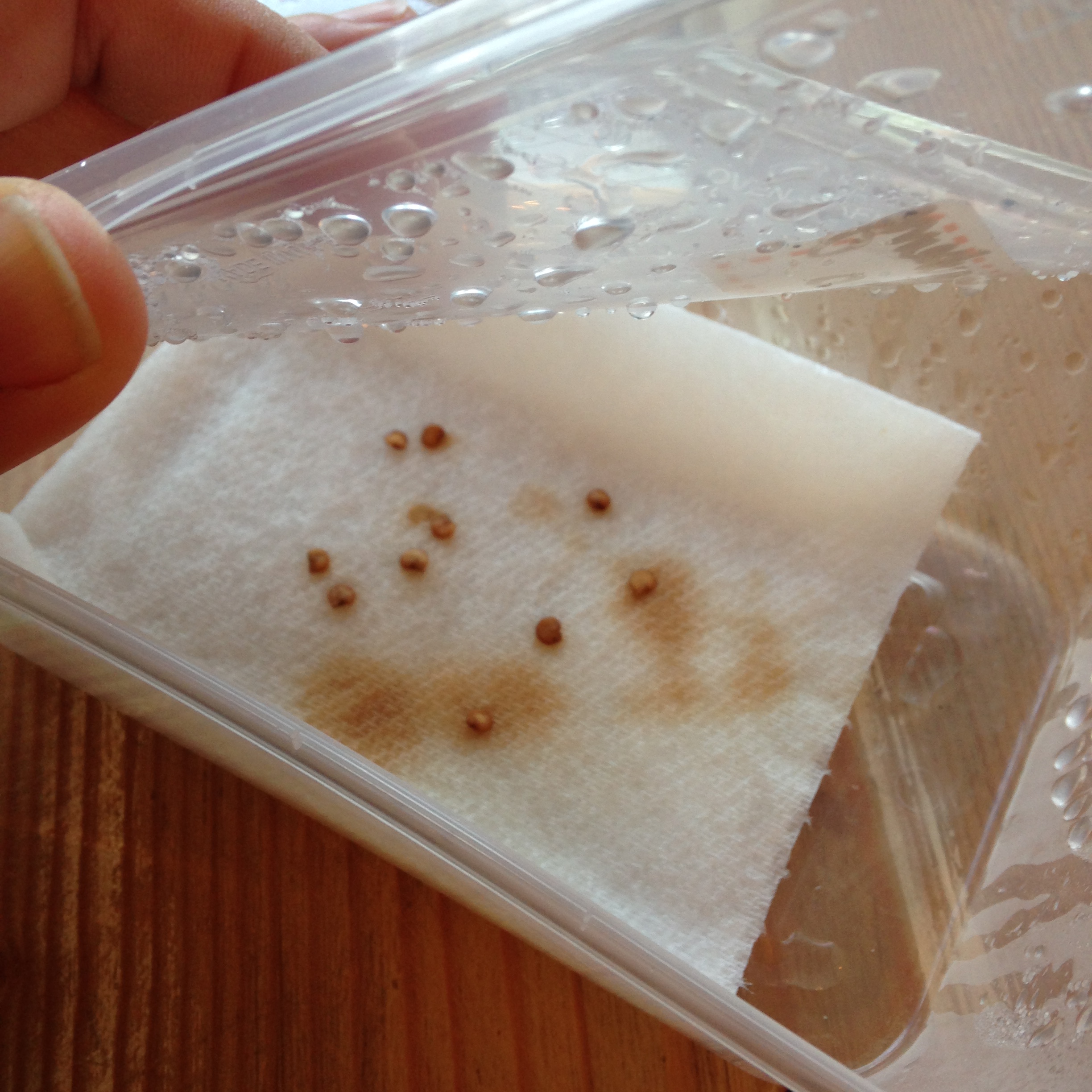 How, where and when to plant chilli seeds | Birdhouse Chillies