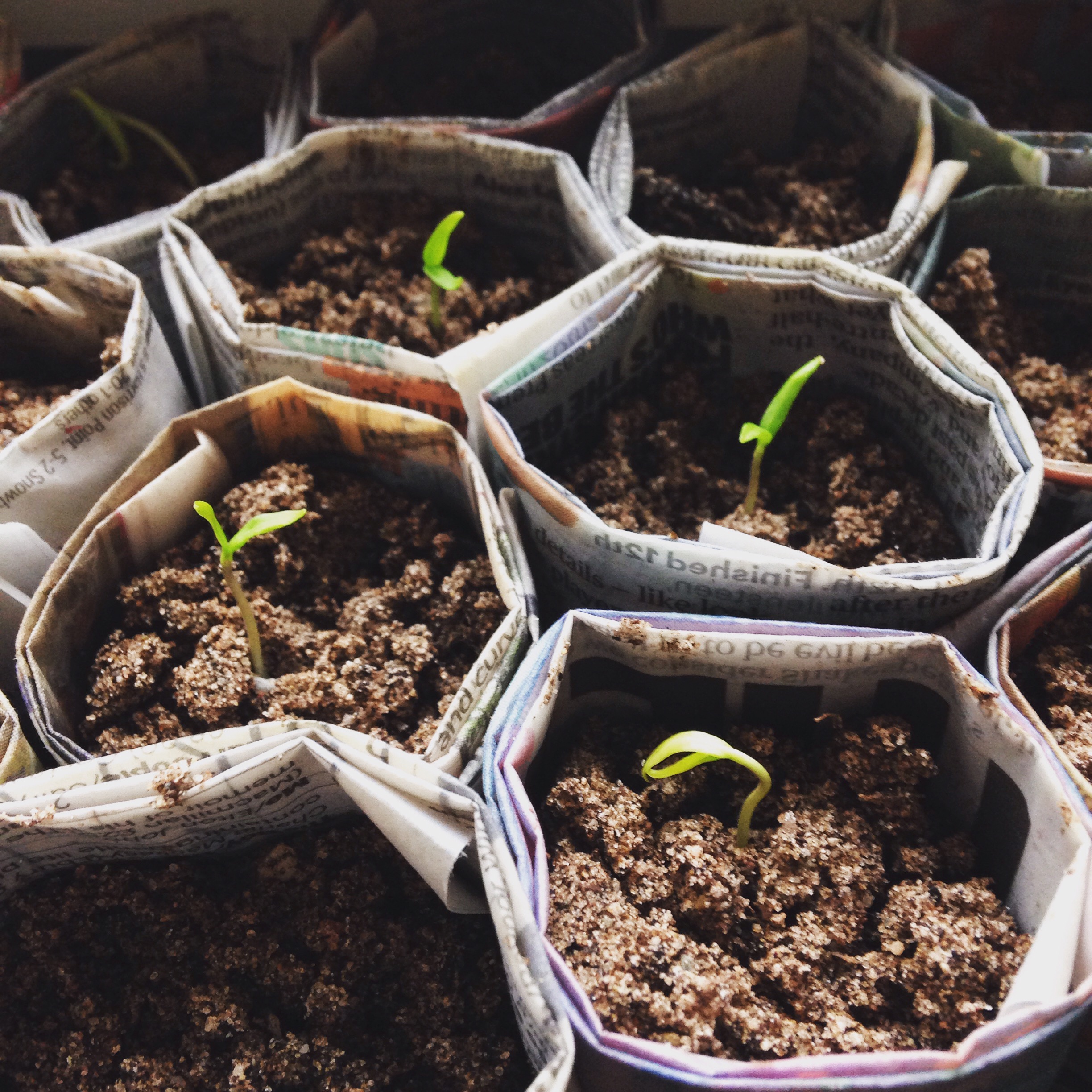Growing chillies | Birdhouse Chillies