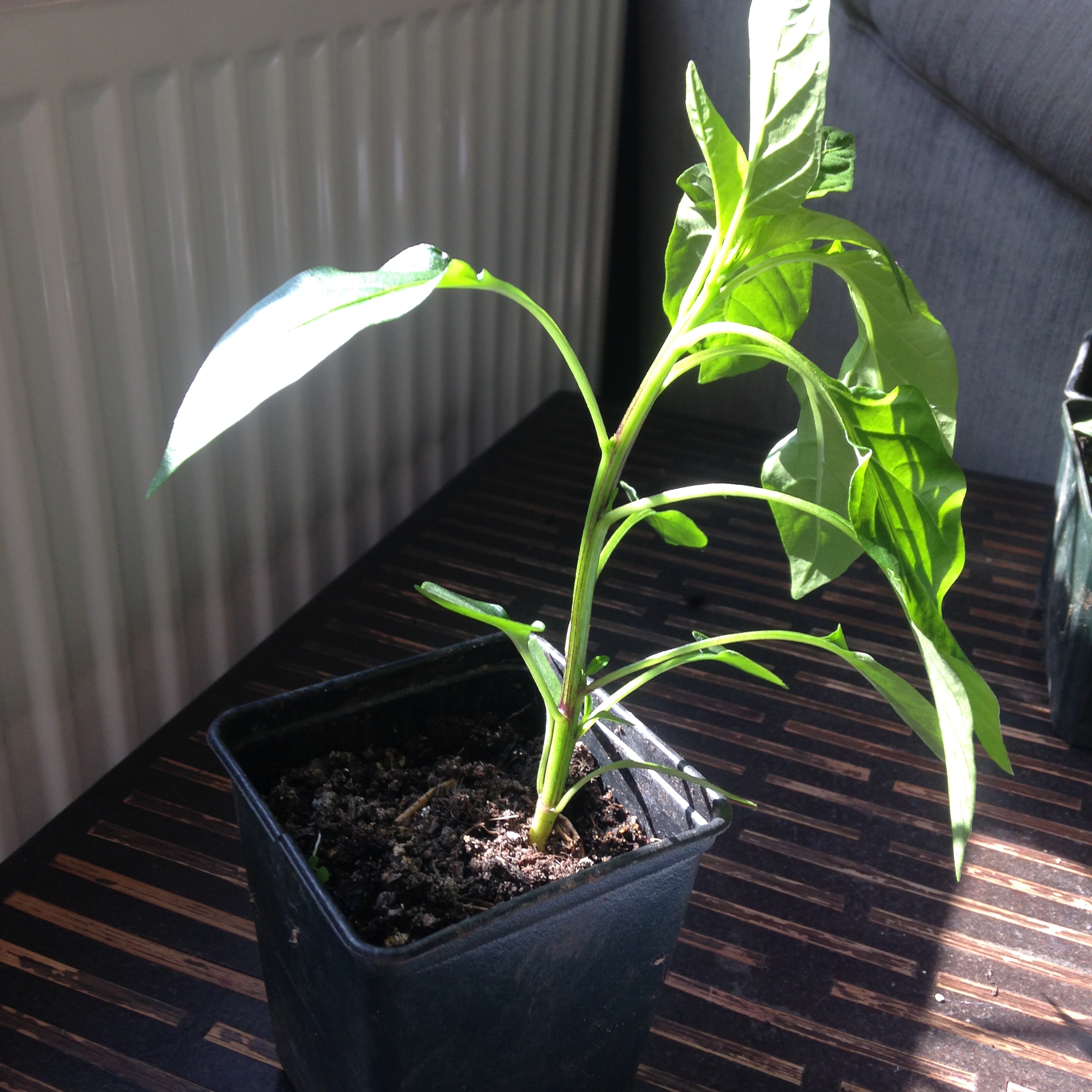Guide to Topping Chilli Plants | Birdhouse Chillies