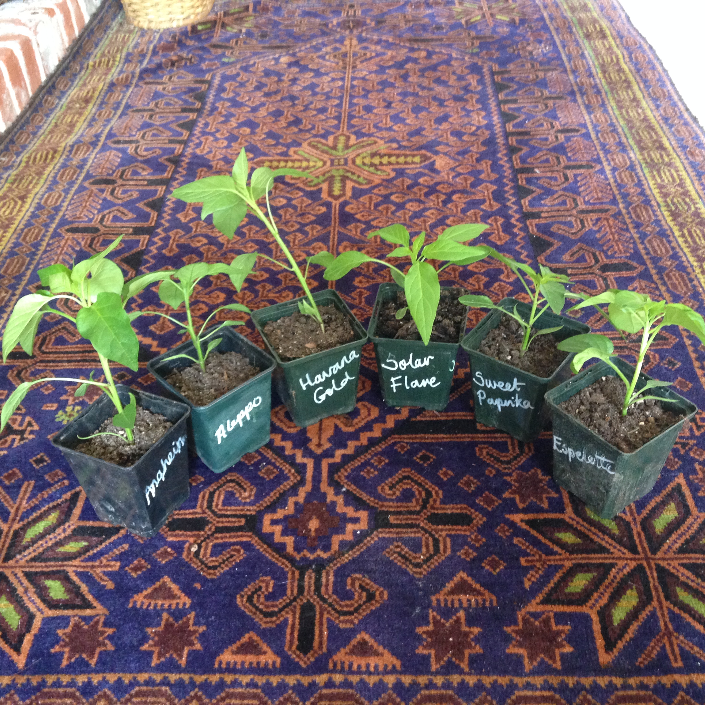 Guide to Topping Chilli Plants | Birdhouse Chillies