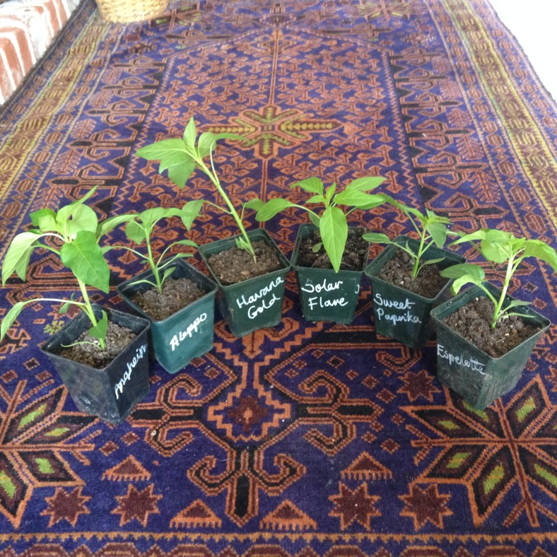 Guide to Topping Chilli Plants | Birdhouse Chillies