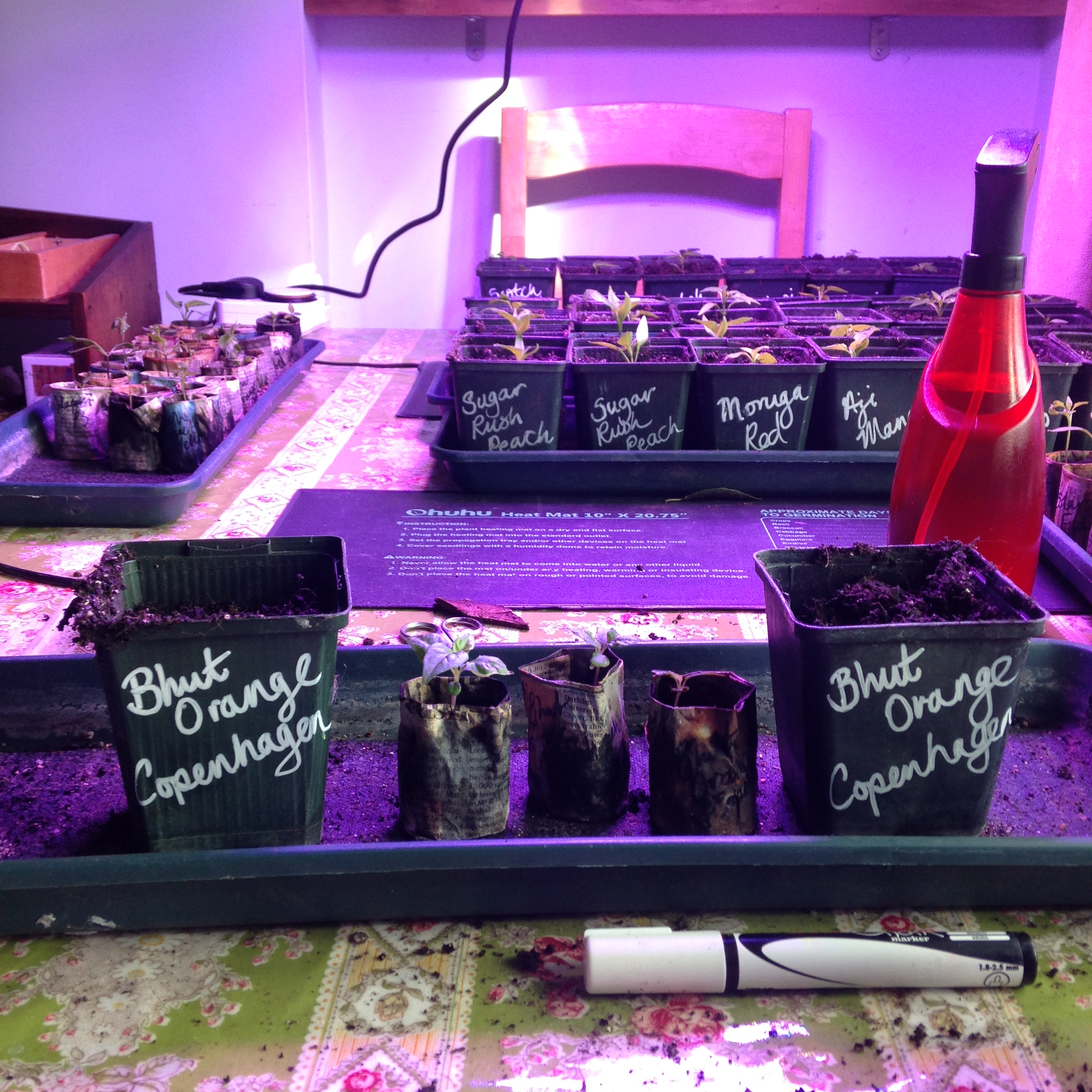 How and when to pot on chilli seedlings | Birdhouse Chillies
