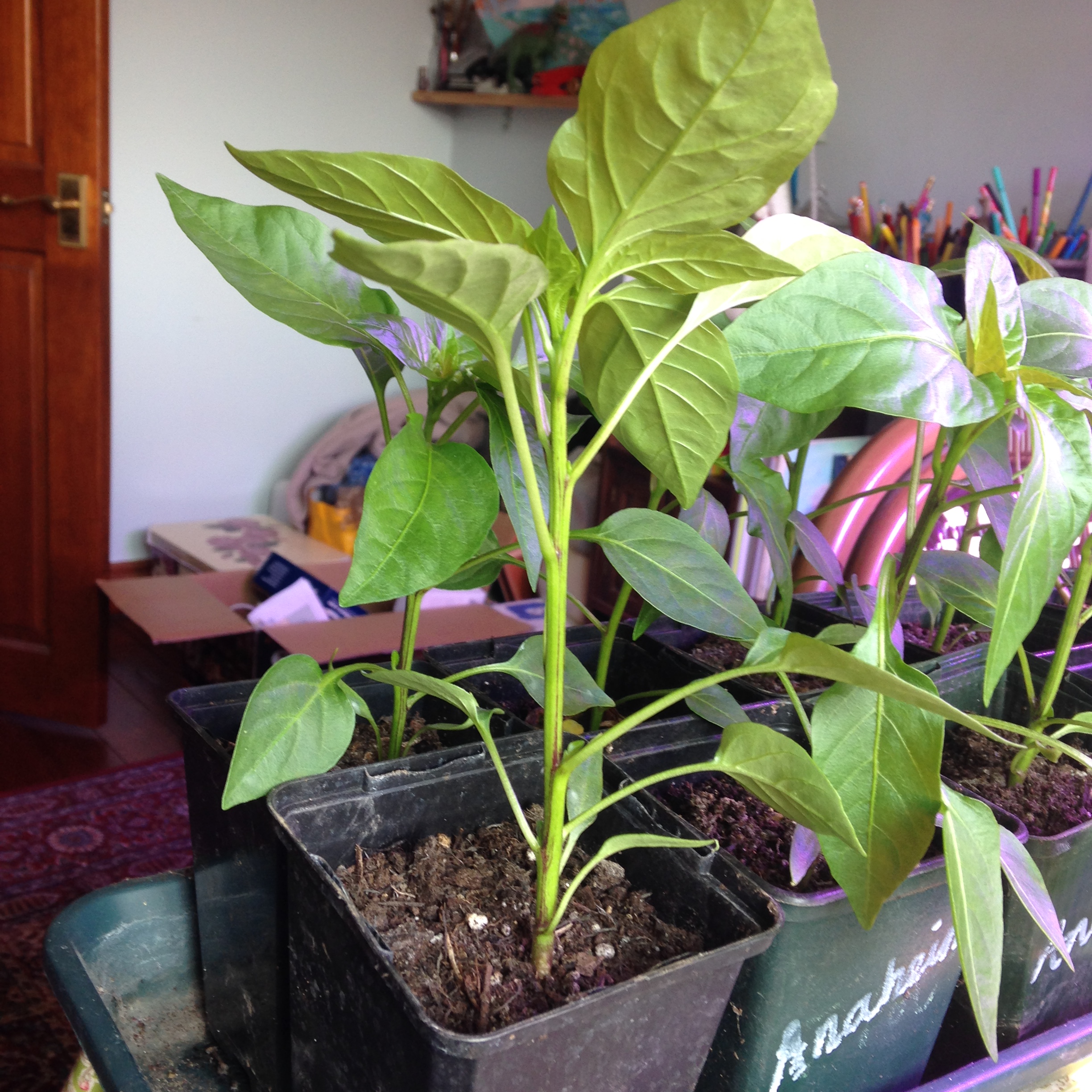 Guide to Topping Chilli Plants | Birdhouse Chillies