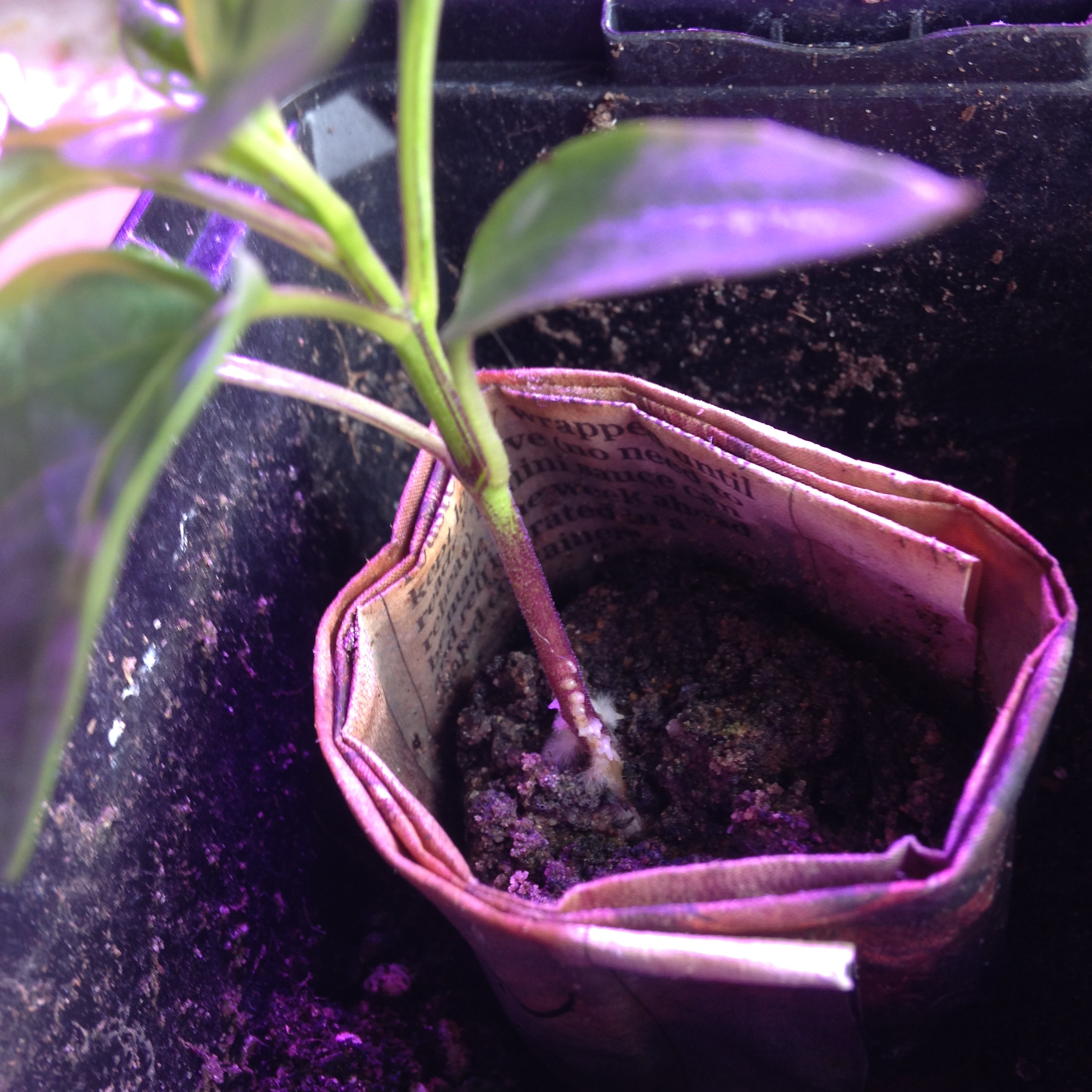 How and when to pot on chilli seedlings | Birdhouse Chillies