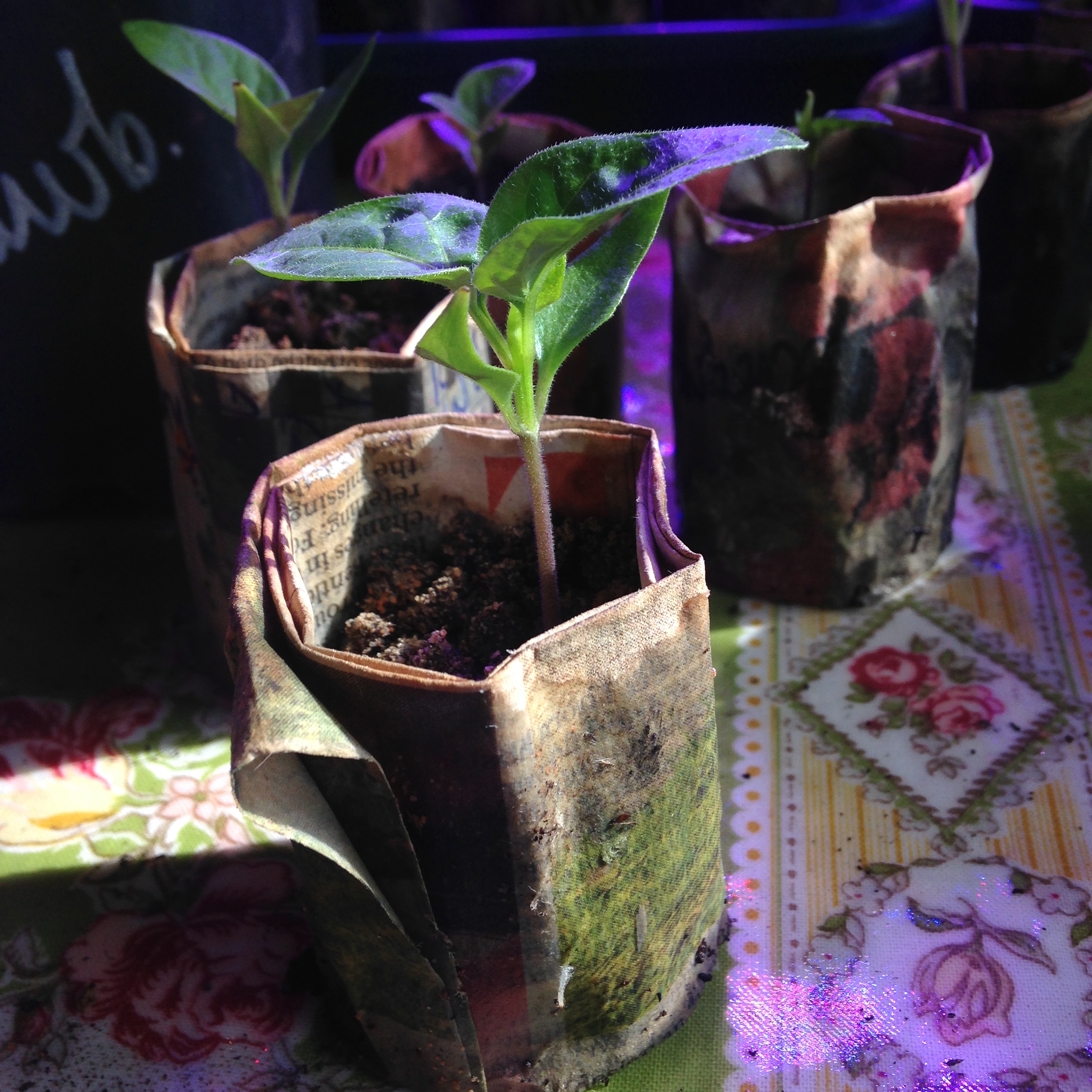 How and when to pot on chilli seedlings | Birdhouse Chillies