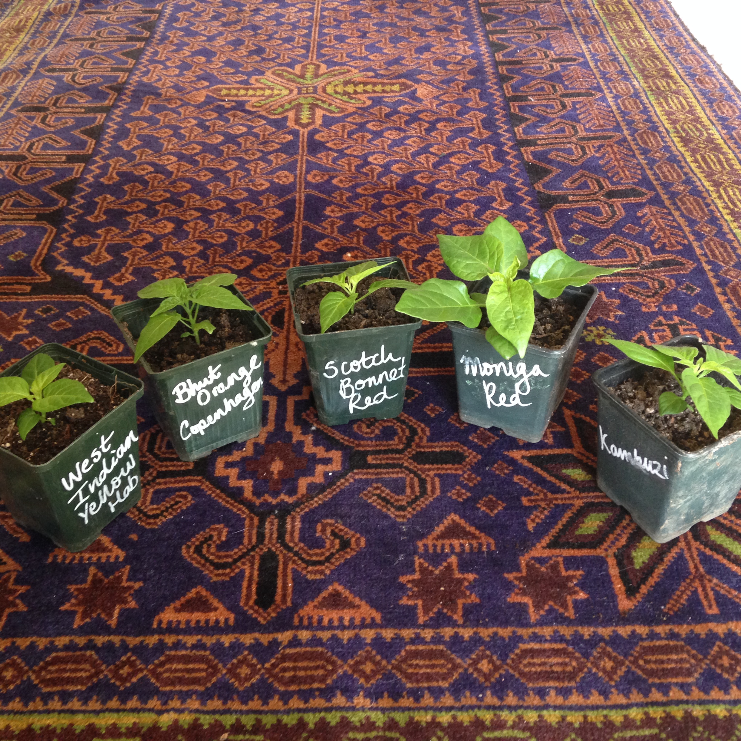 Guide to Topping Chilli Plants | Birdhouse Chillies
