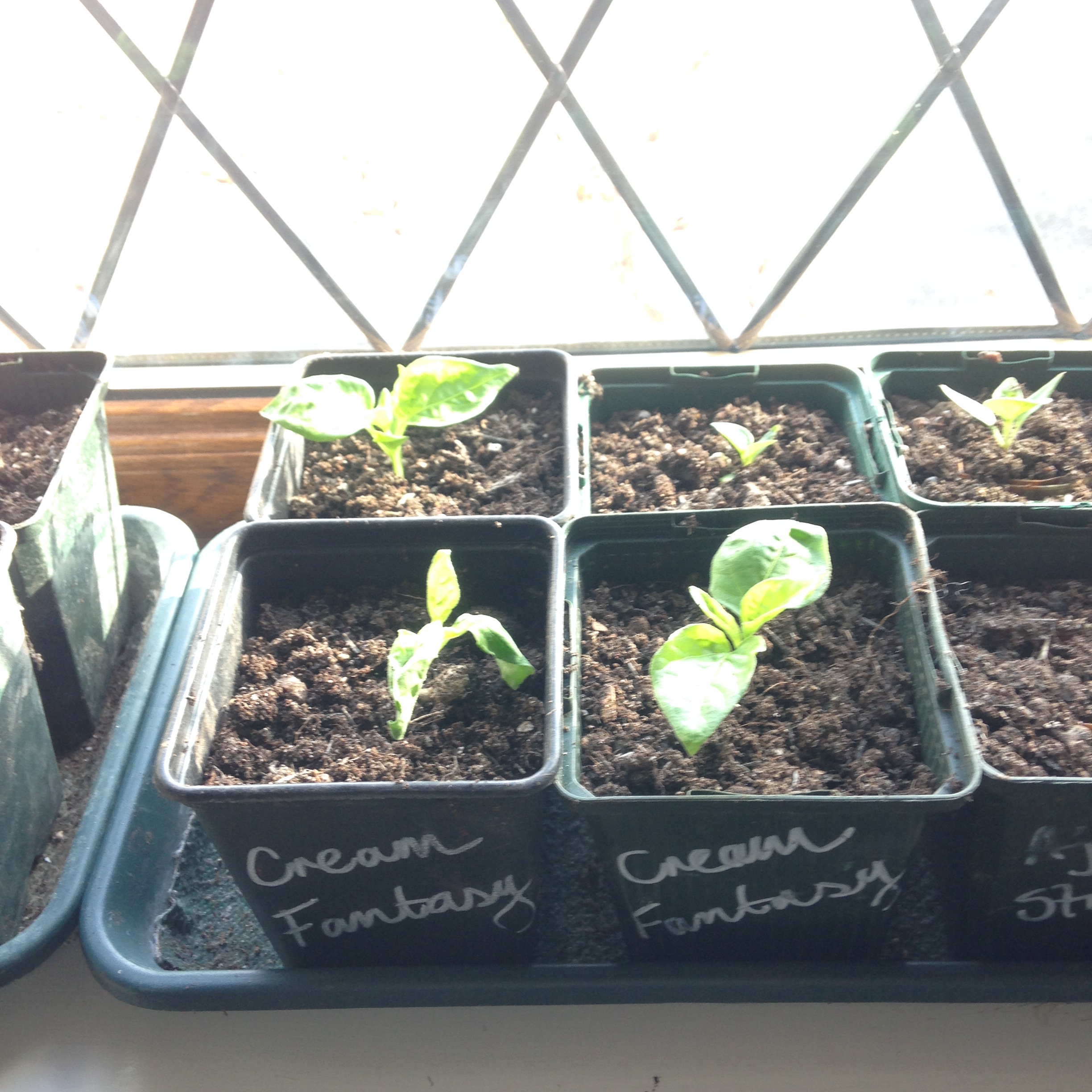 How and when to pot on chilli seedlings | Birdhouse Chillies
