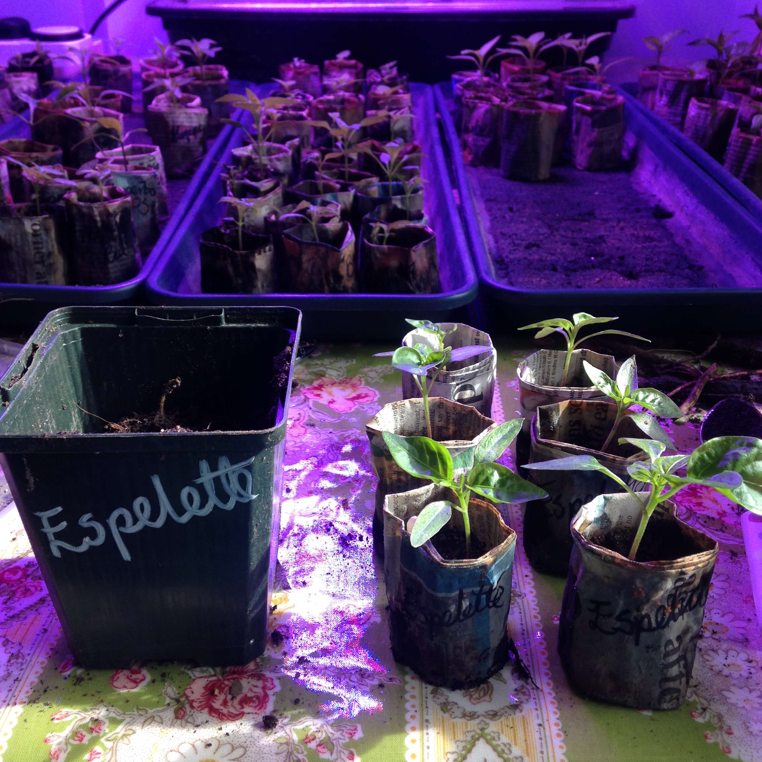 How and when to pot on chilli seedlings | Birdhouse Chillies