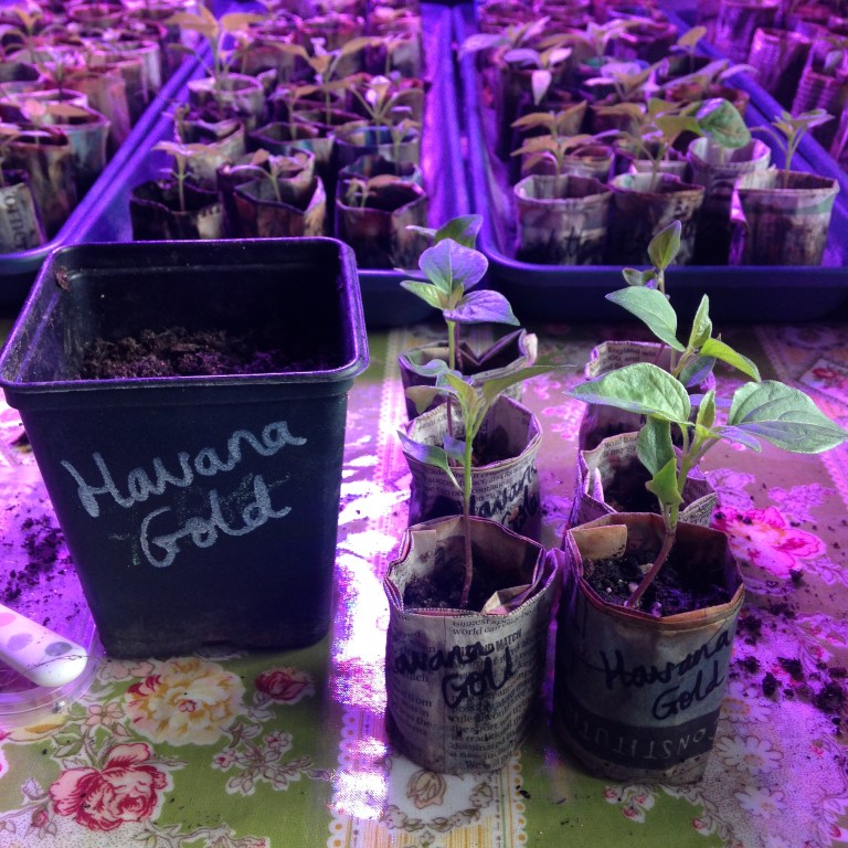 How and when to pot on chilli seedlings | Birdhouse Chillies