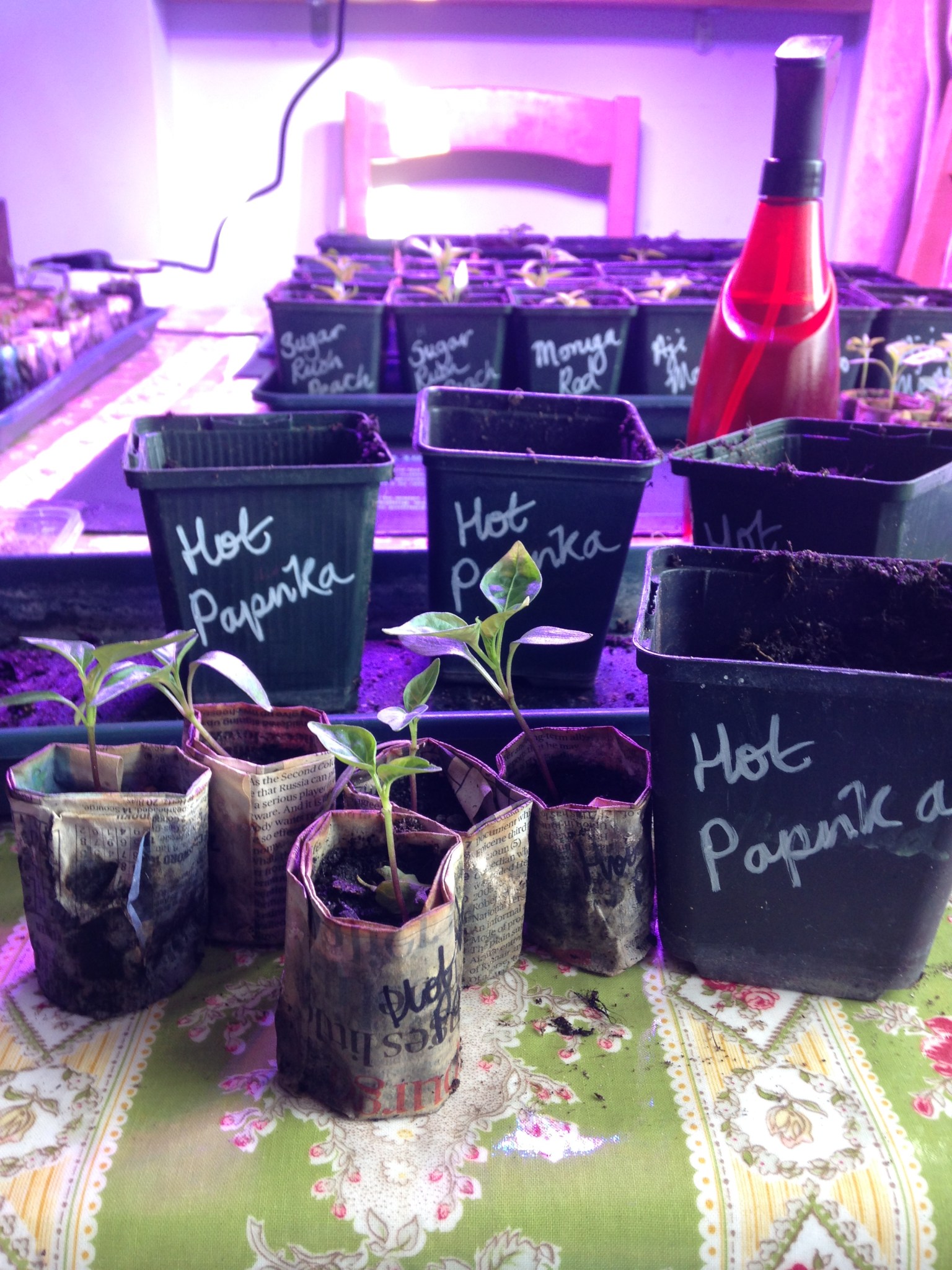 How and when to pot on chilli seedlings | Birdhouse Chillies