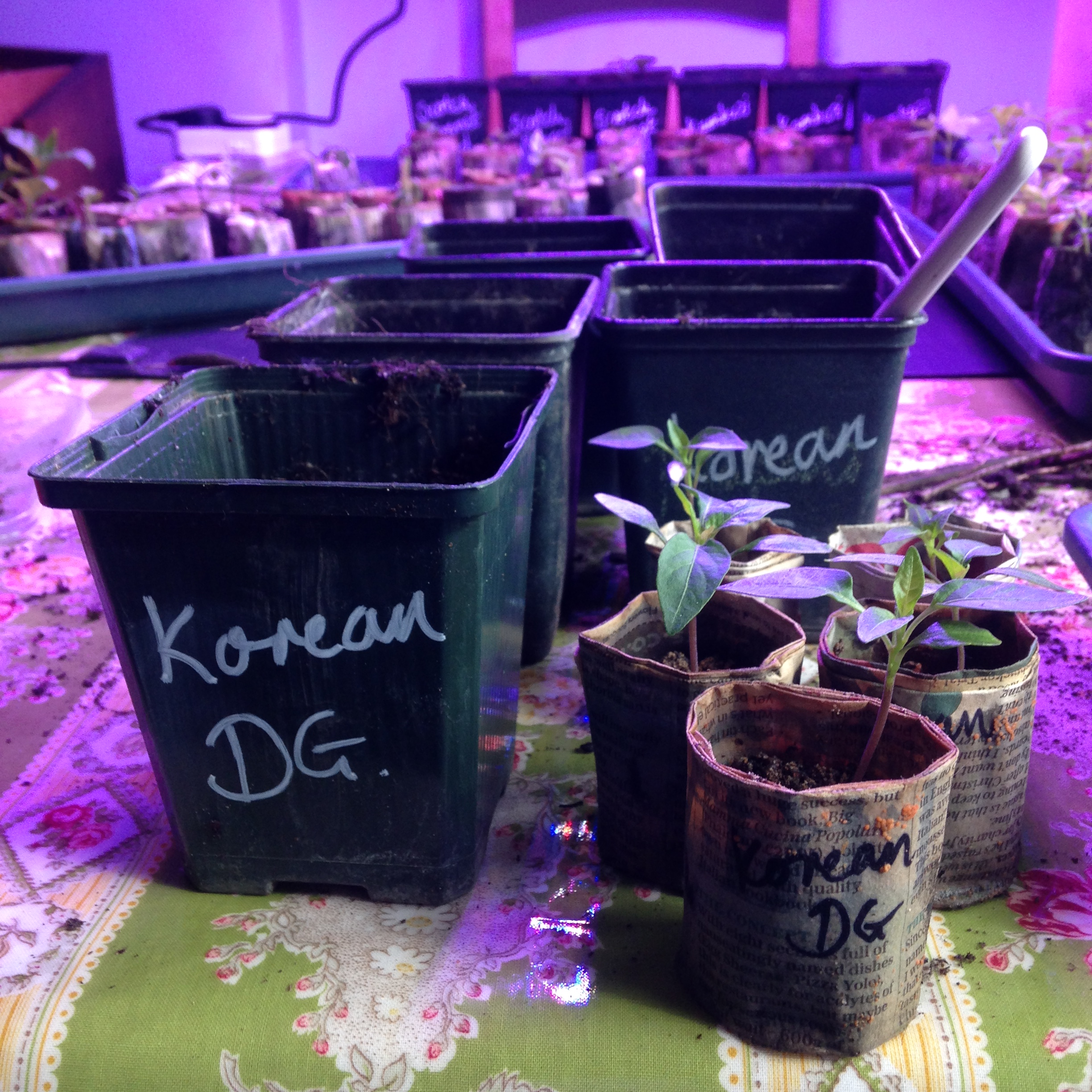 How and when to pot on chilli seedlings | Birdhouse Chillies