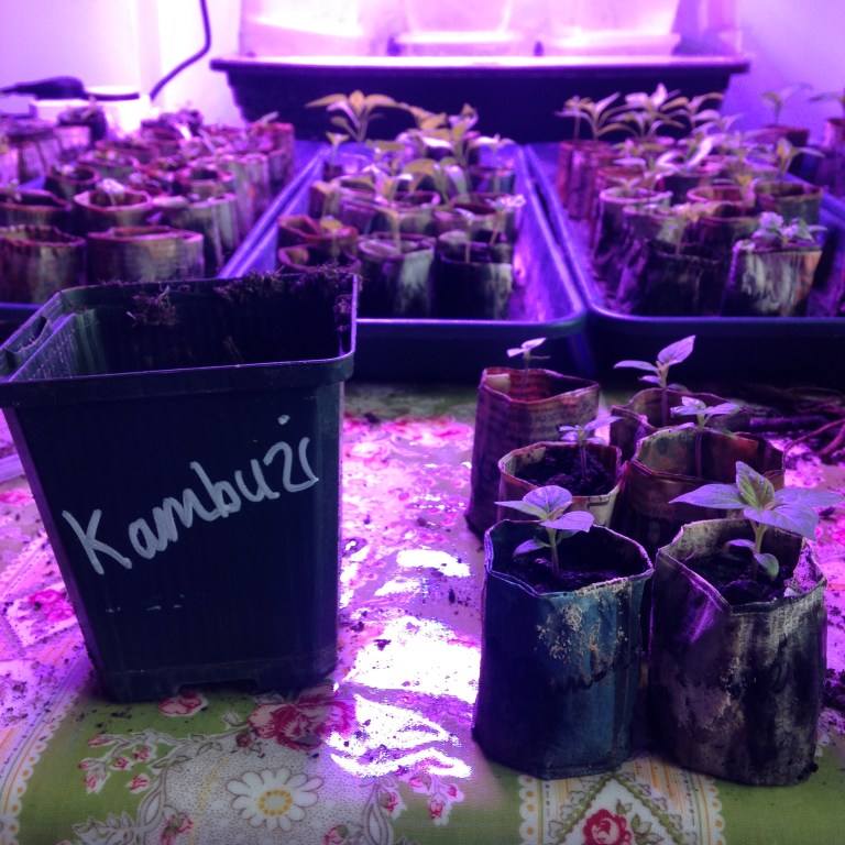How and when to pot on chilli seedlings | Birdhouse Chillies