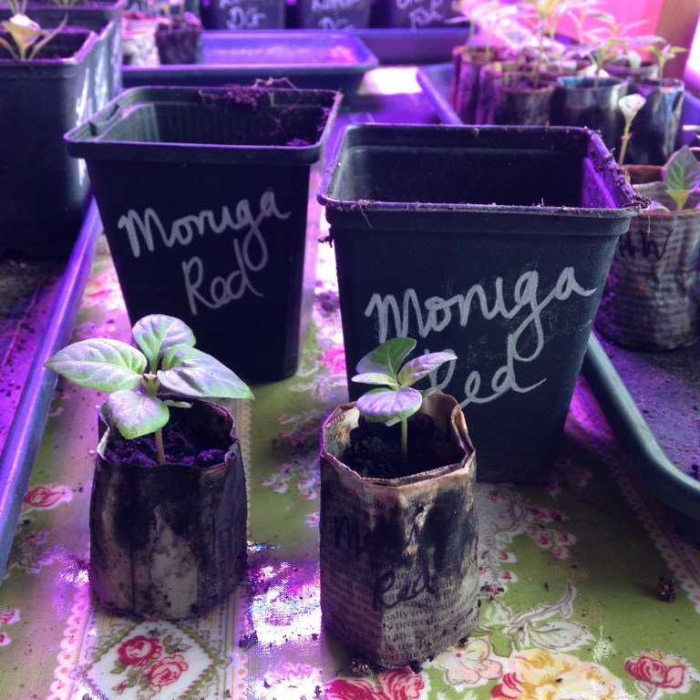 How and when to pot on chilli seedlings | Birdhouse Chillies