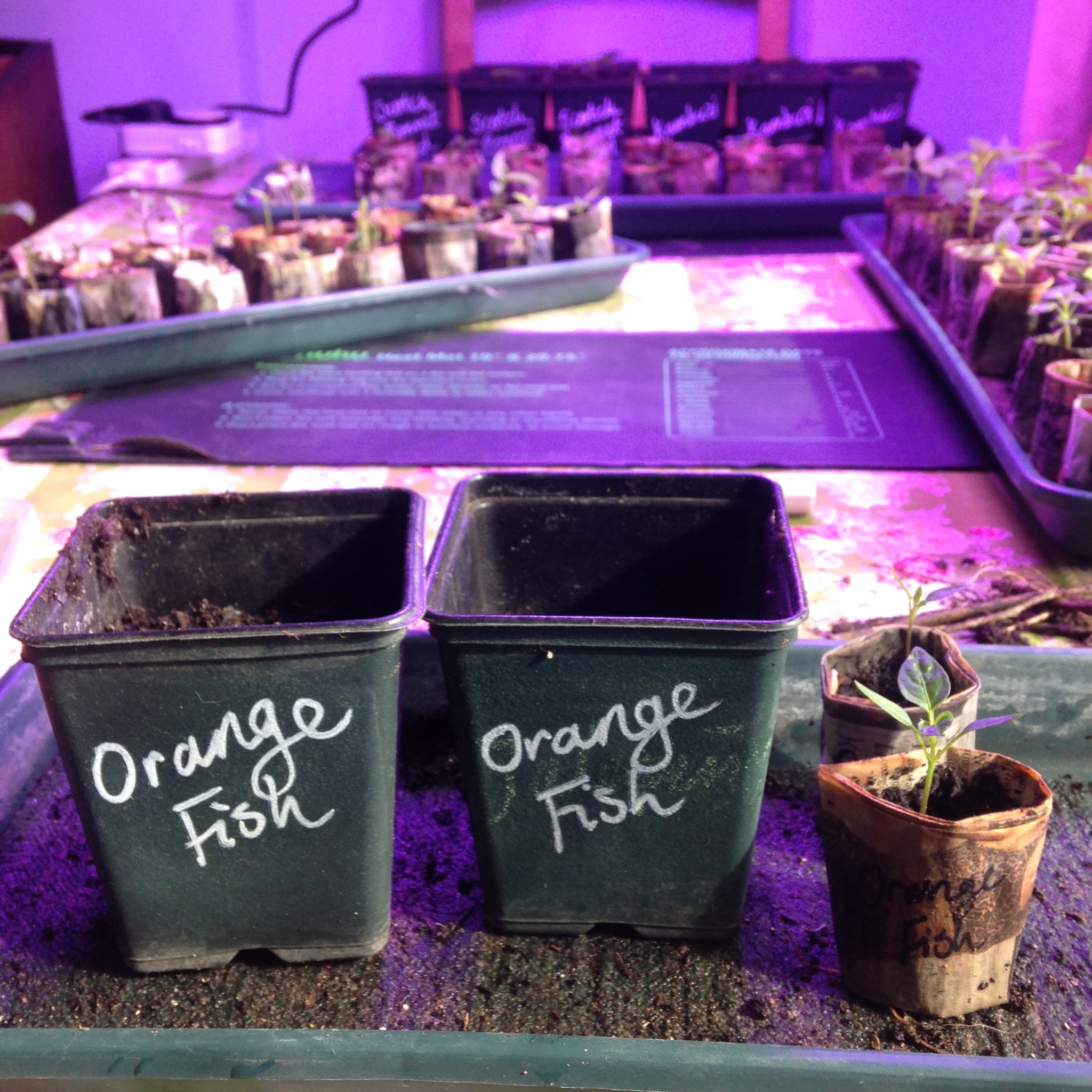 How and when to pot on chilli seedlings | Birdhouse Chillies