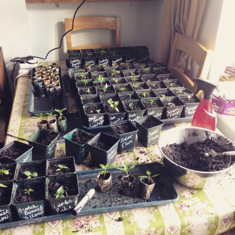 How and when to pot on chilli seedlings | Birdhouse Chillies