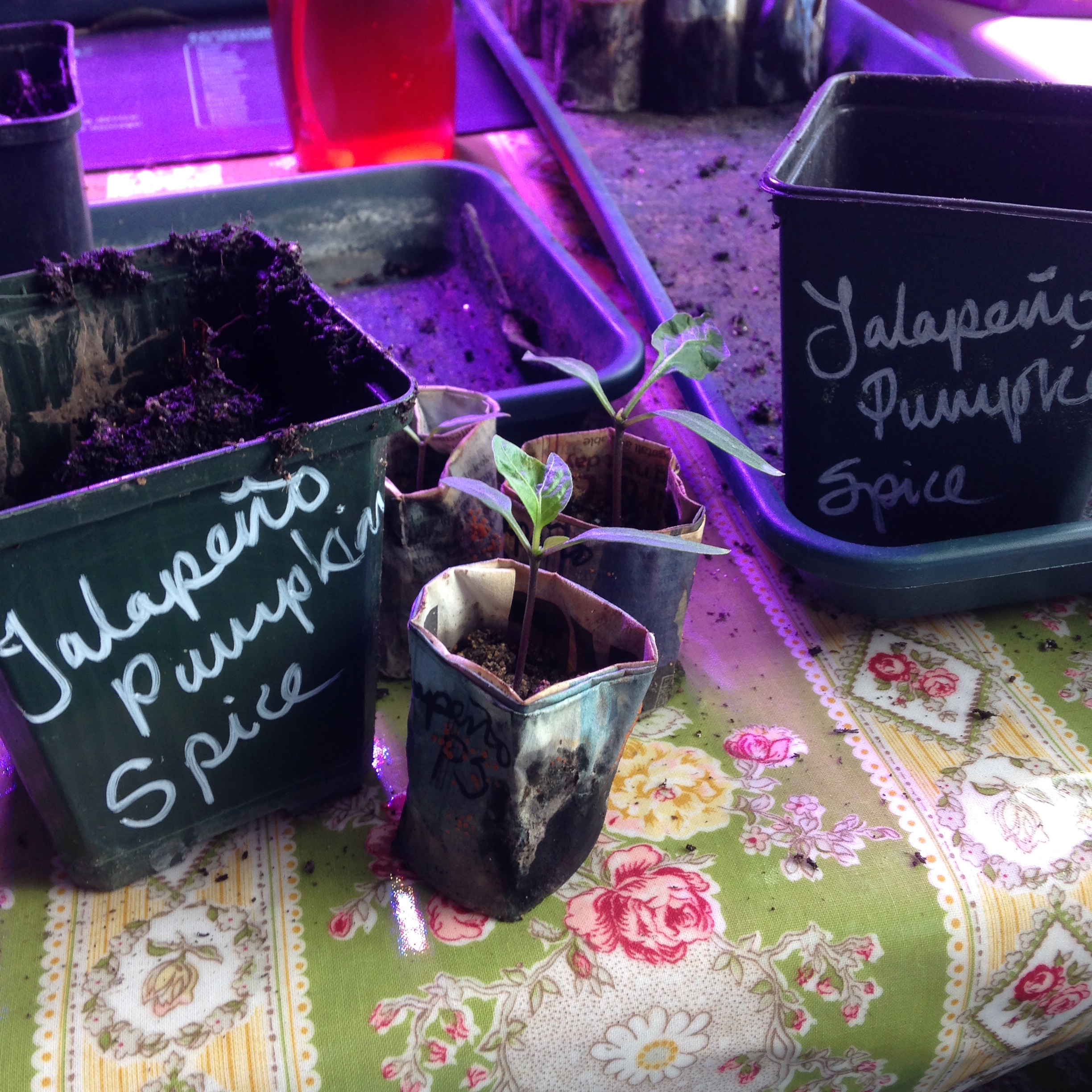 How and when to pot on chilli seedlings | Birdhouse Chillies