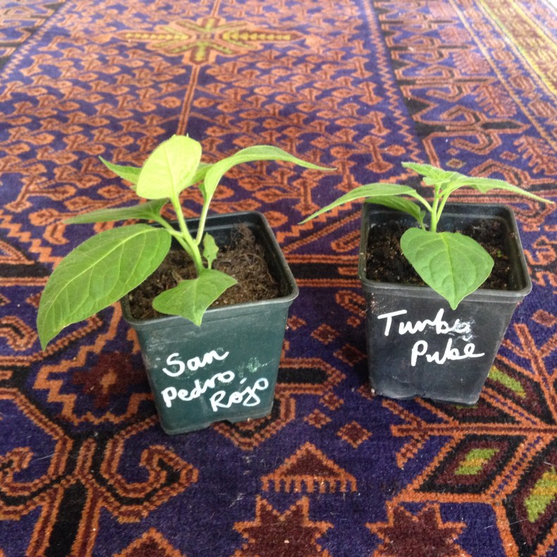 Guide to Topping Chilli Plants | Birdhouse Chillies