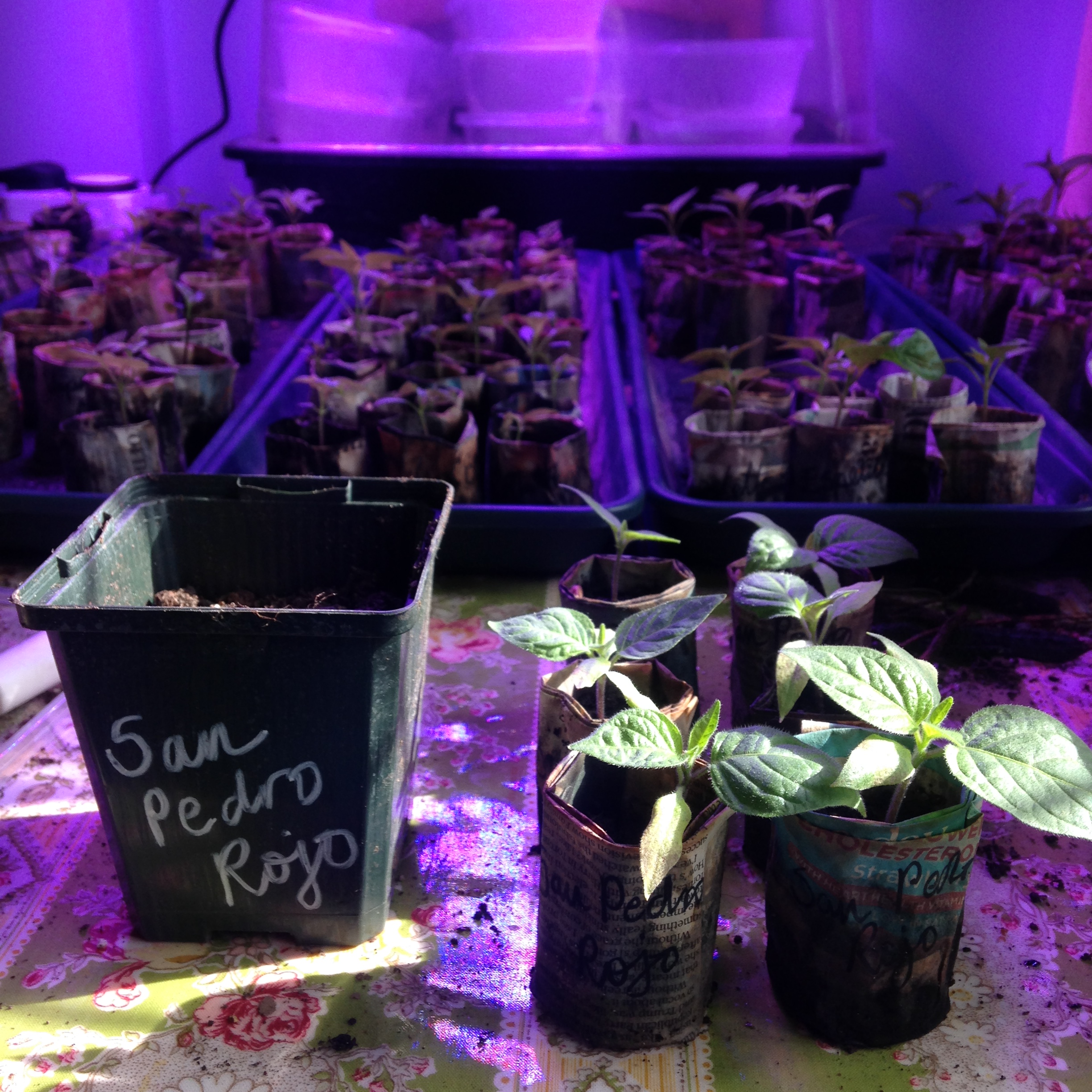 How and when to pot on chilli seedlings | Birdhouse Chillies