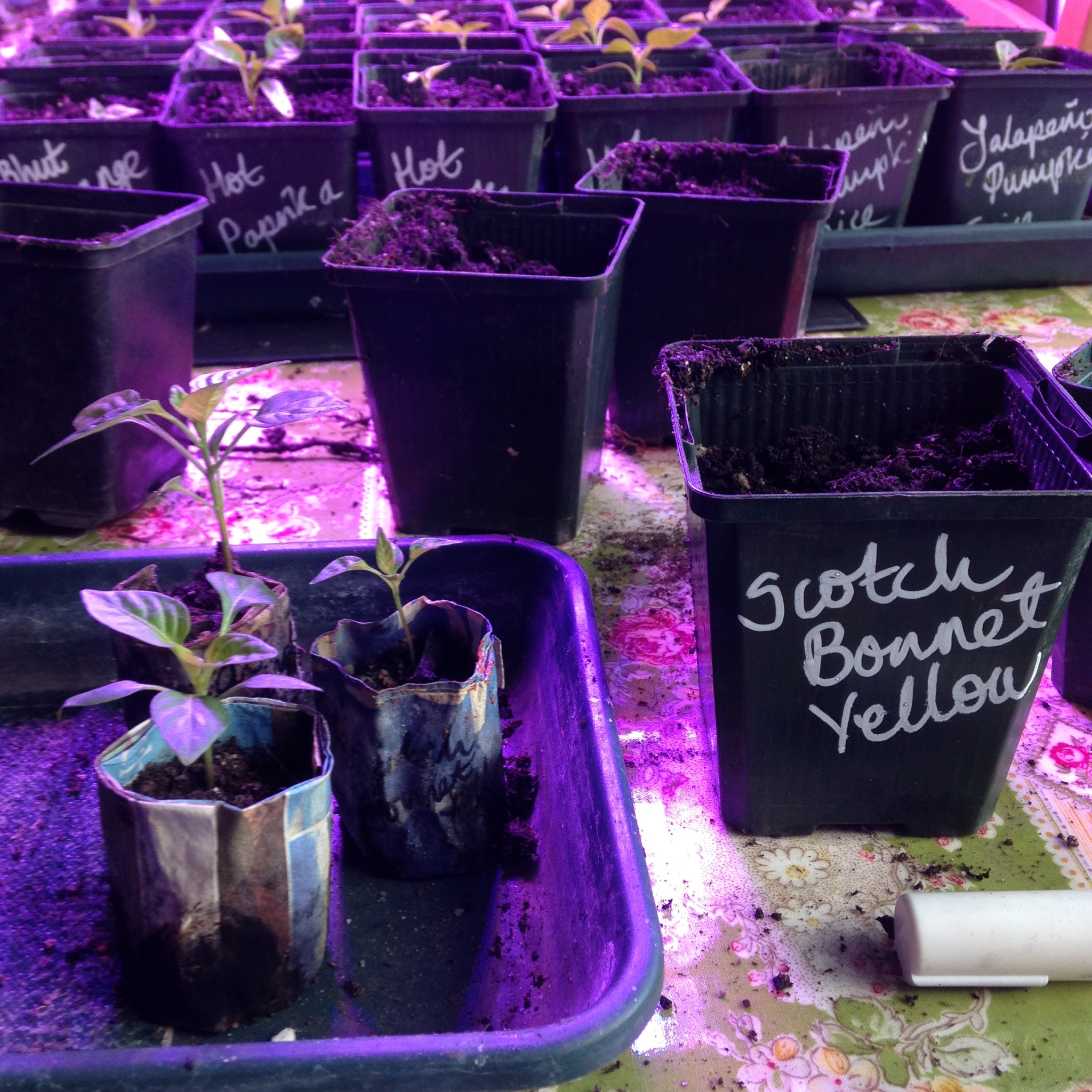 How and when to pot on chilli seedlings | Birdhouse Chillies