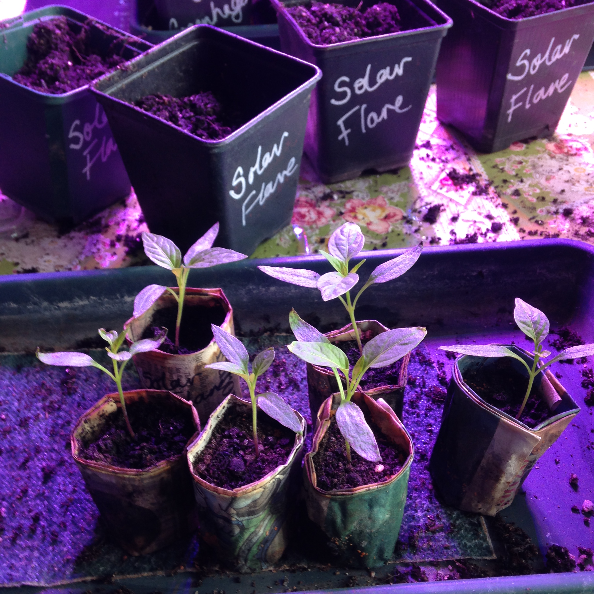 How and when to pot on chilli seedlings | Birdhouse Chillies