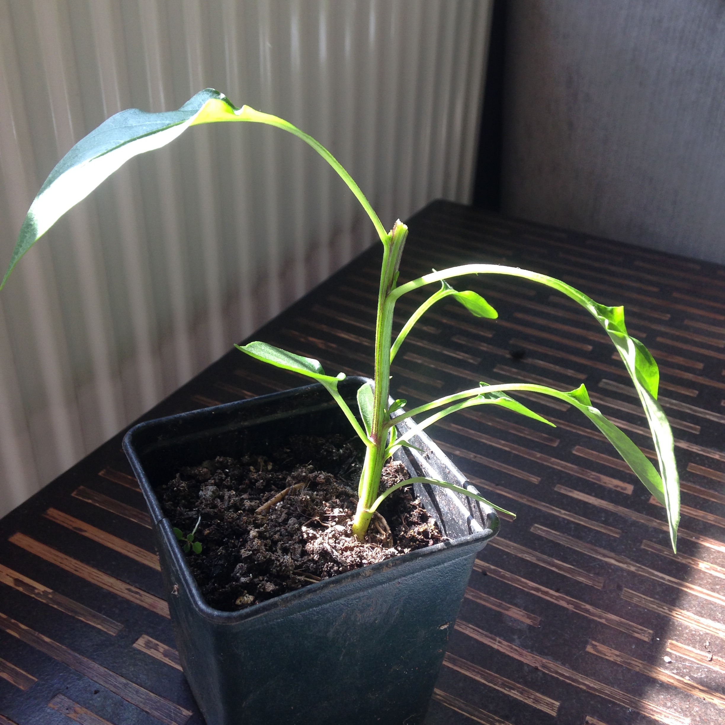 Guide to Topping Chilli Plants | Birdhouse Chillies