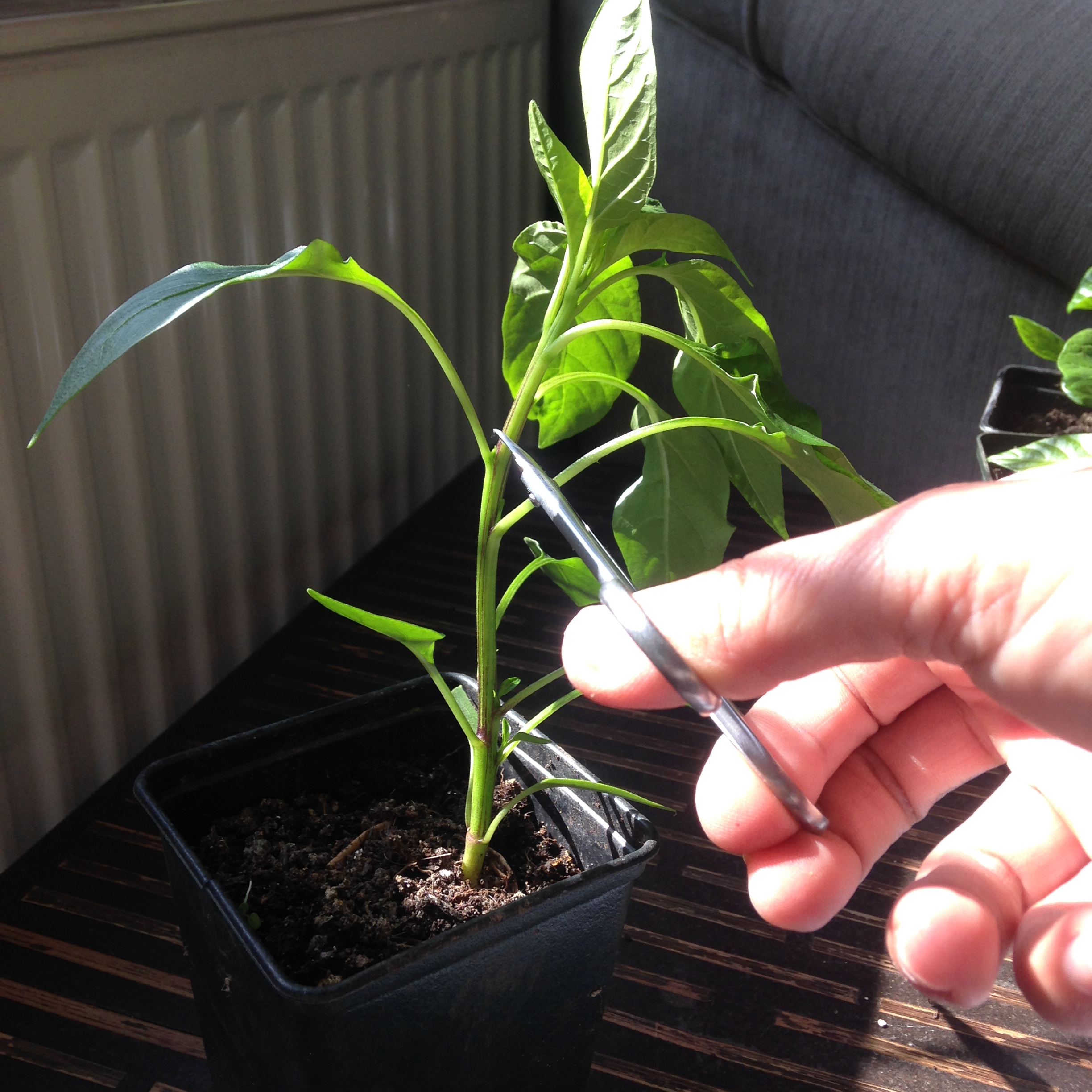 Guide to Topping Chilli Plants | Birdhouse Chillies