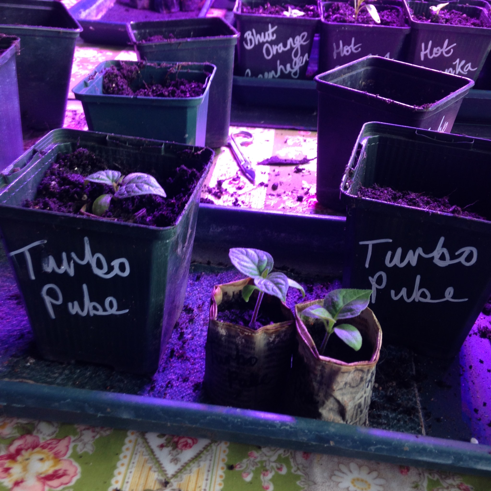 How and when to pot on chilli seedlings | Birdhouse Chillies