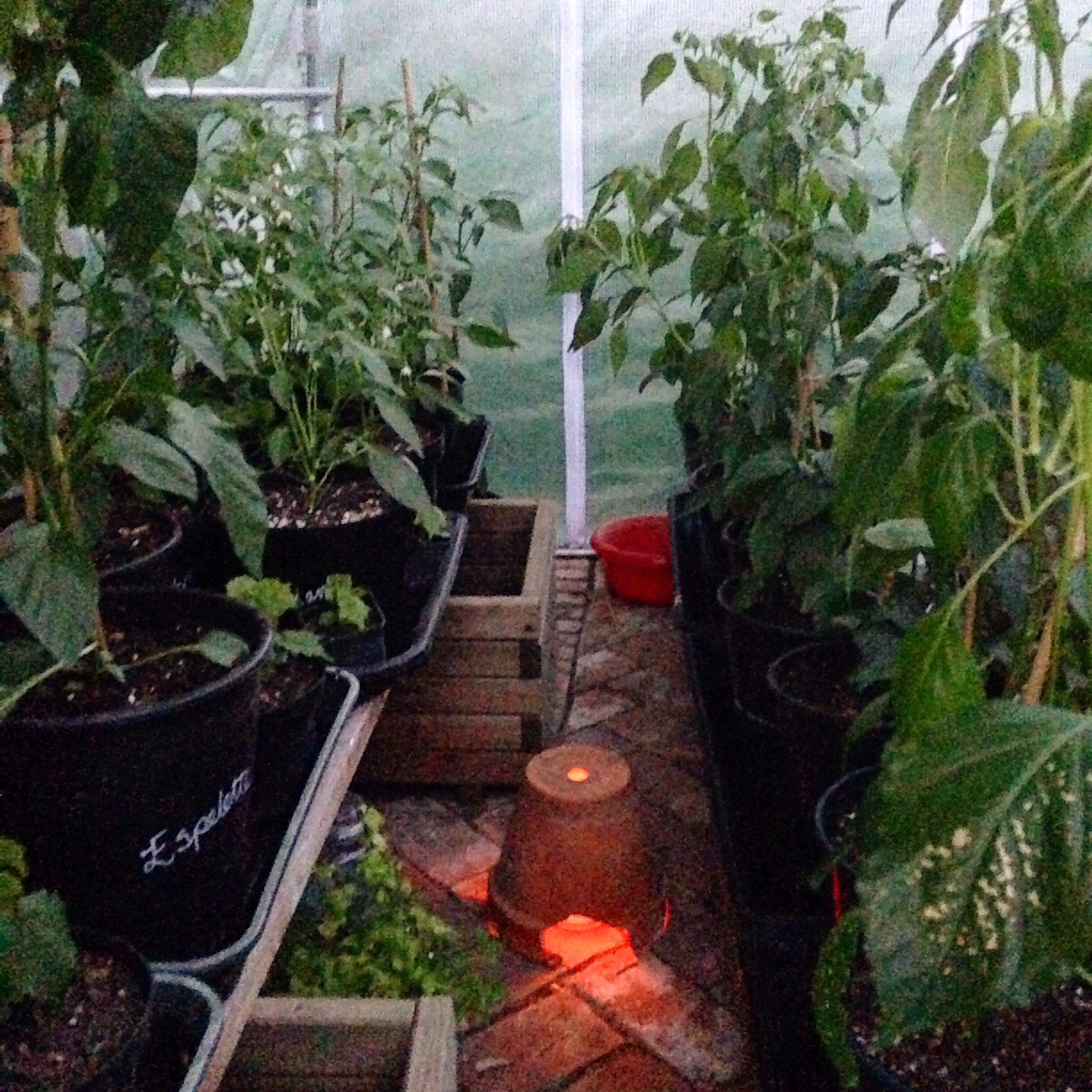 The Pros and Cons of Where to Grow Chillies in the UK | Birdhouse Chillies