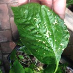 The Pros and Cons of Where to Grow Chillies in the UK | Birdhouse Chillies