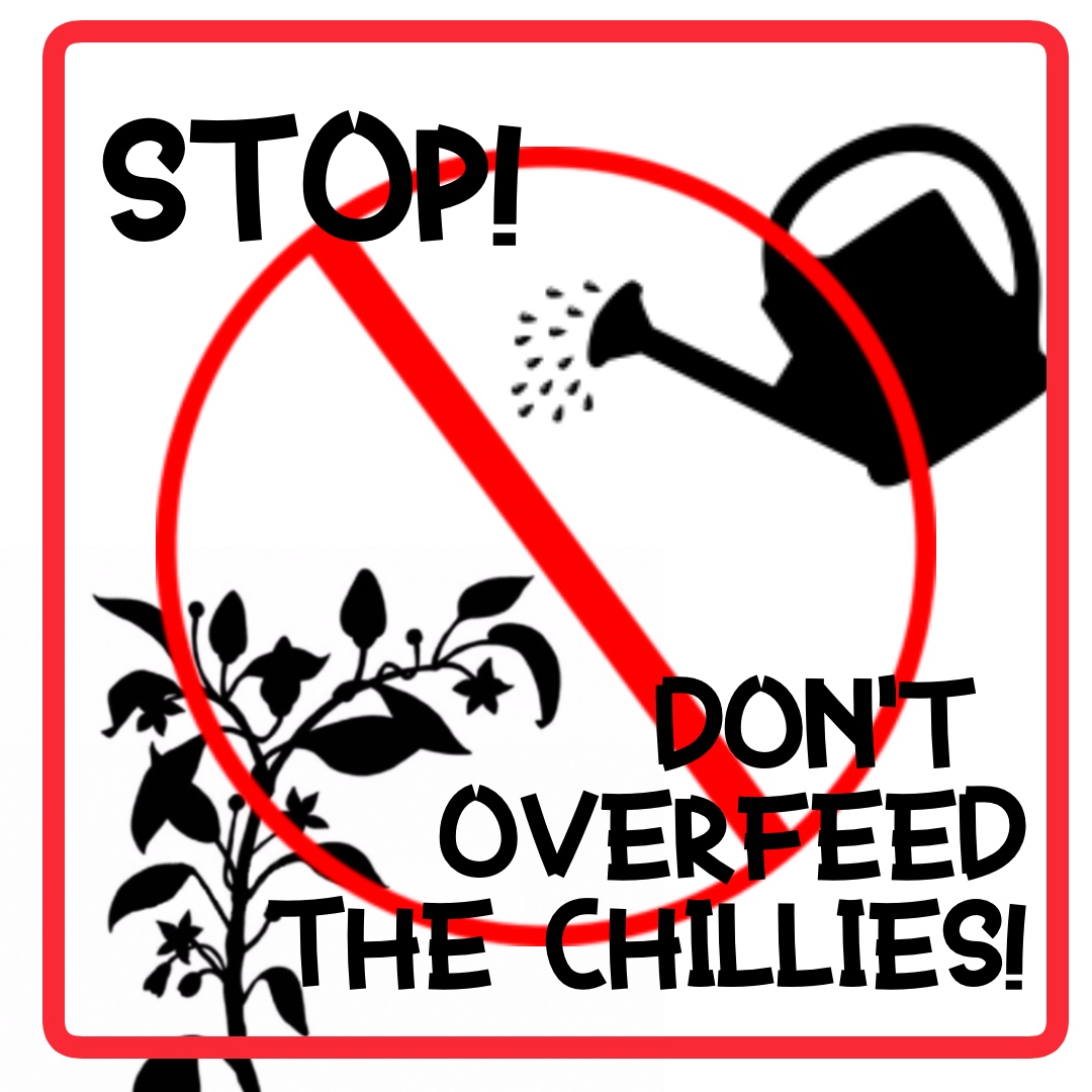 Growing chillies | Birdhouse Chillies